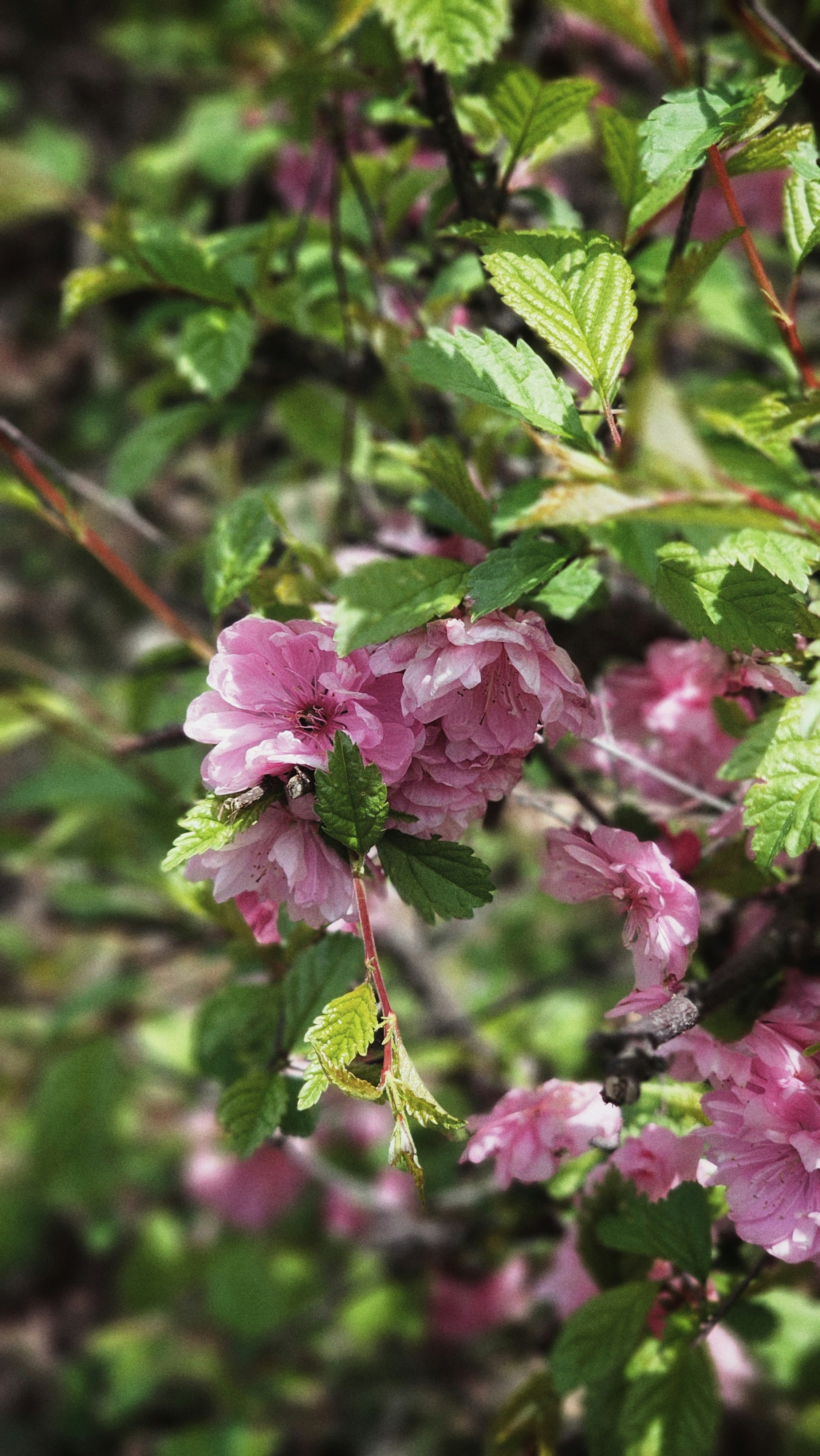 Delicate pink blossoms nestled among vibrant green leaves, showcasing the beauty of spring's renewal.