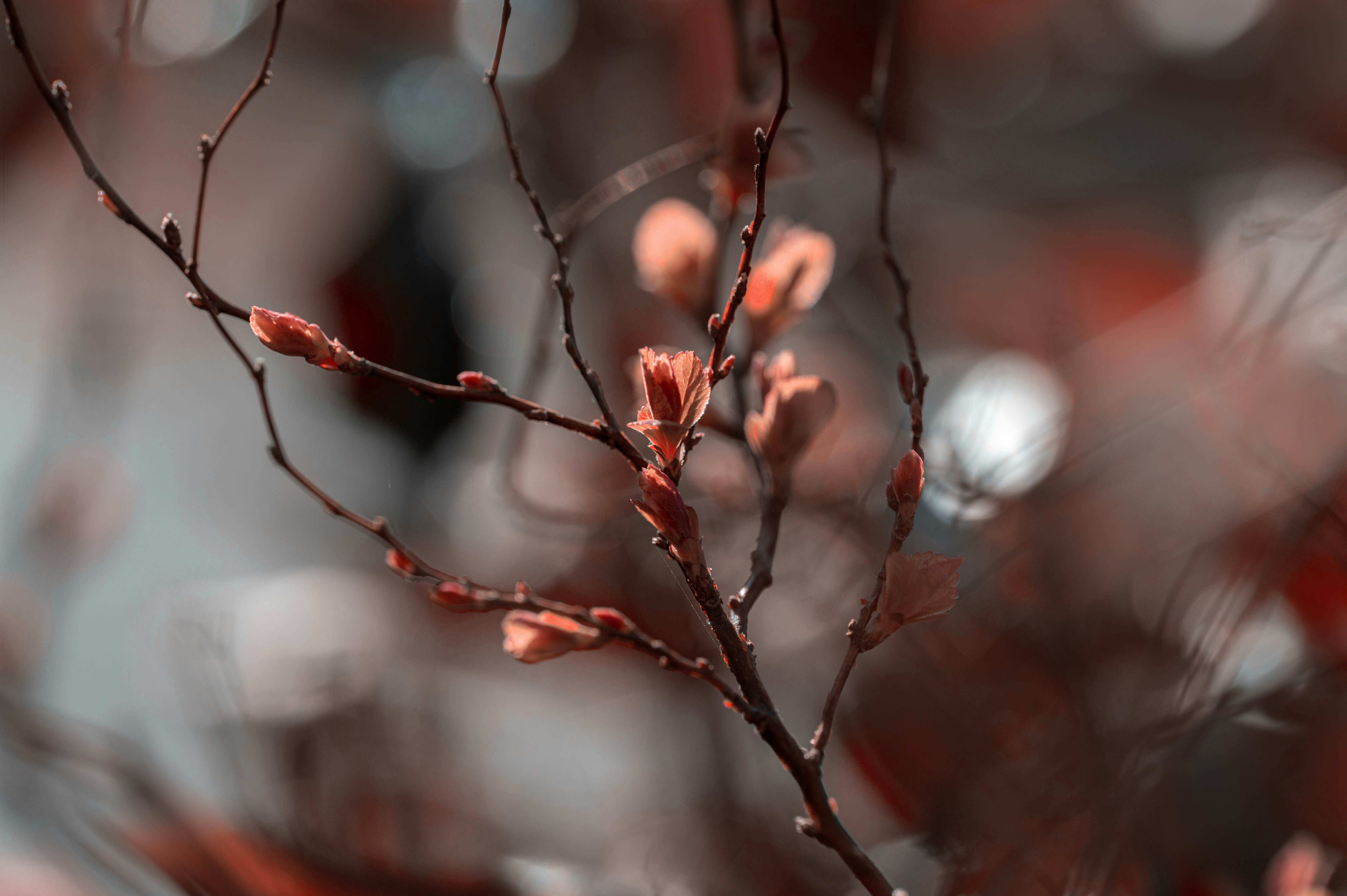 Burnished Branches: Quiet dawn of tiny leaves