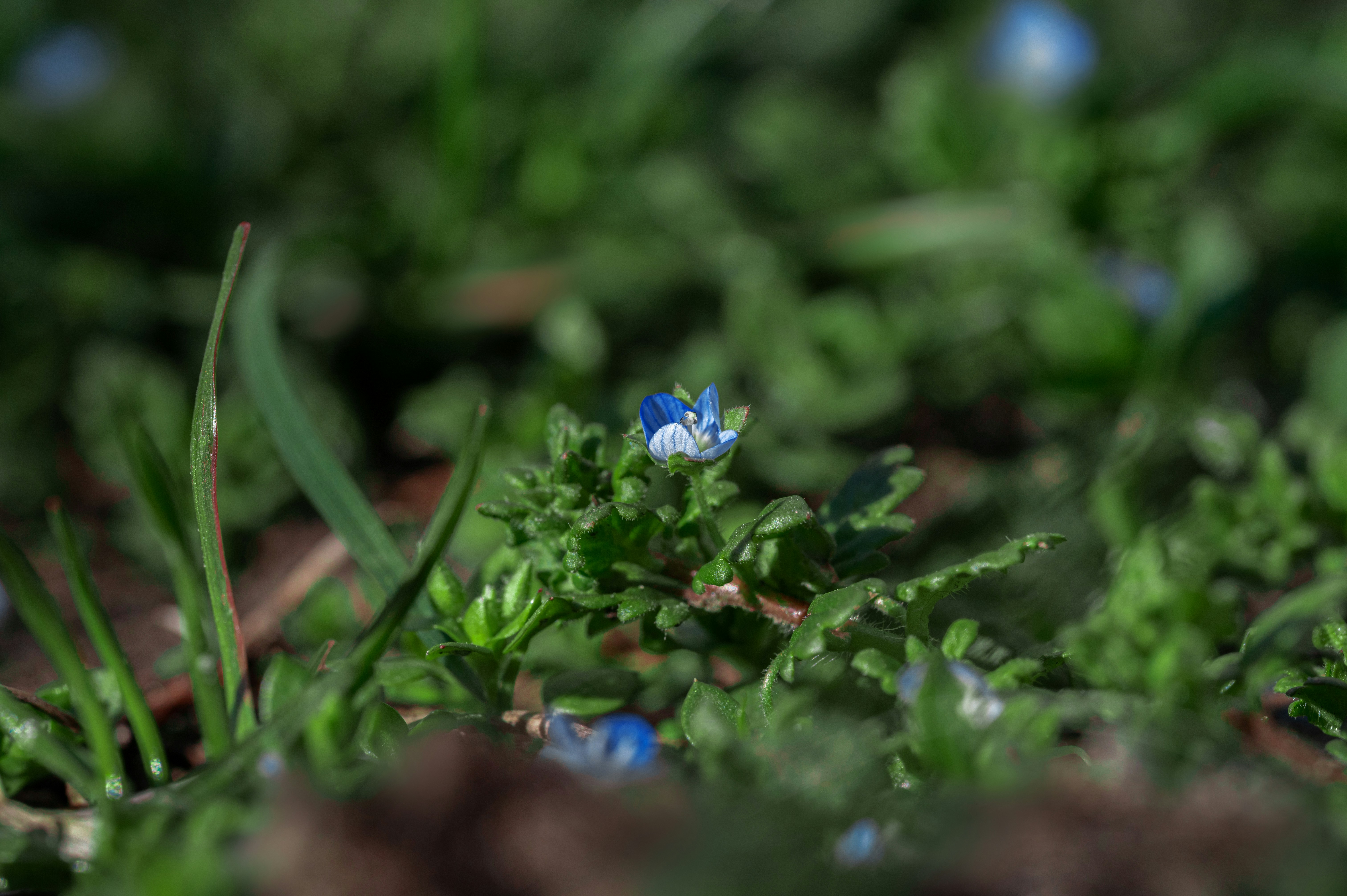 Whispers of Spring: A Blue Bloom Amidst Greenery