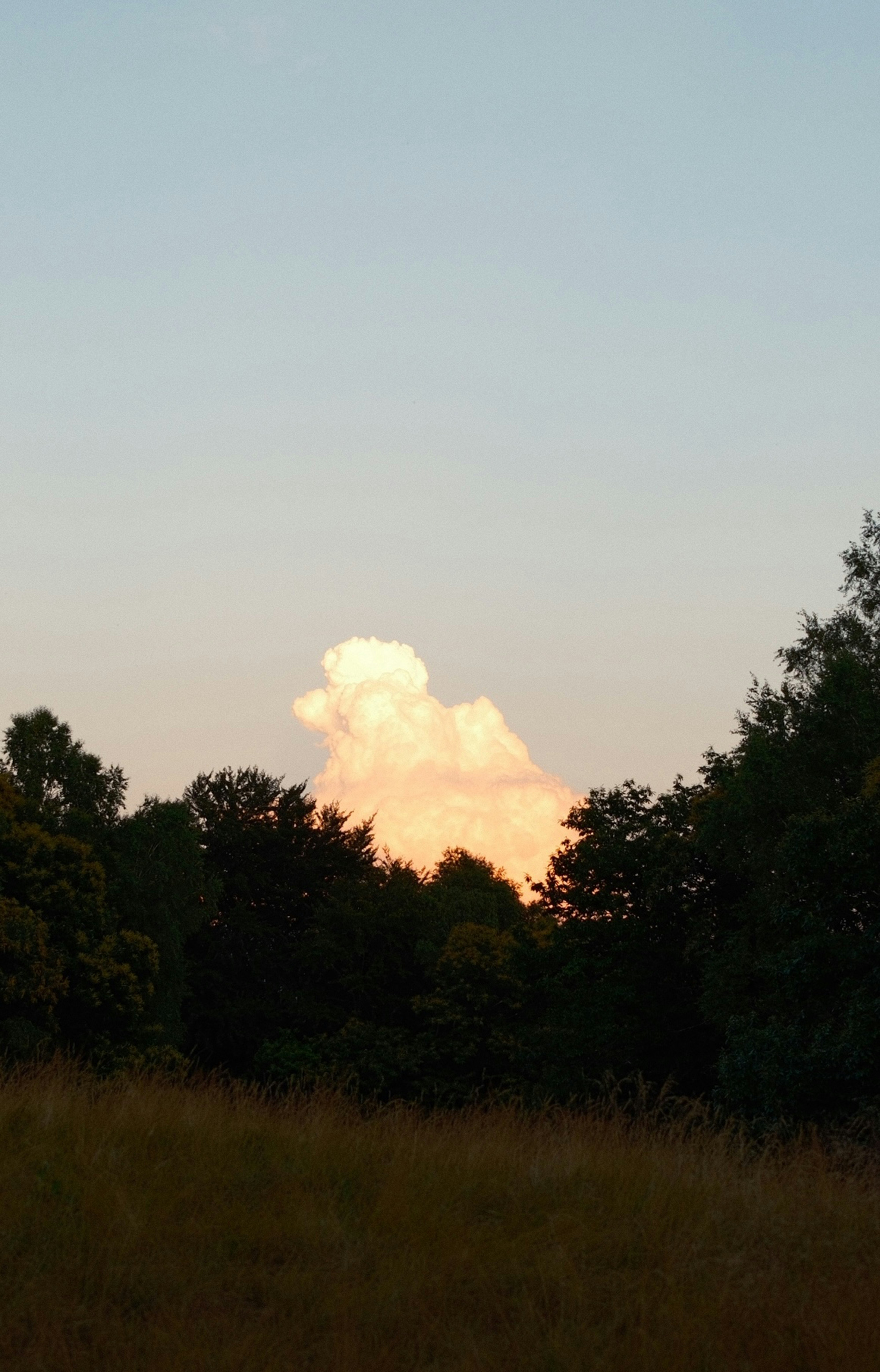 A puffy cloud hovers over the treeline. photo – Free Forest Image on ...