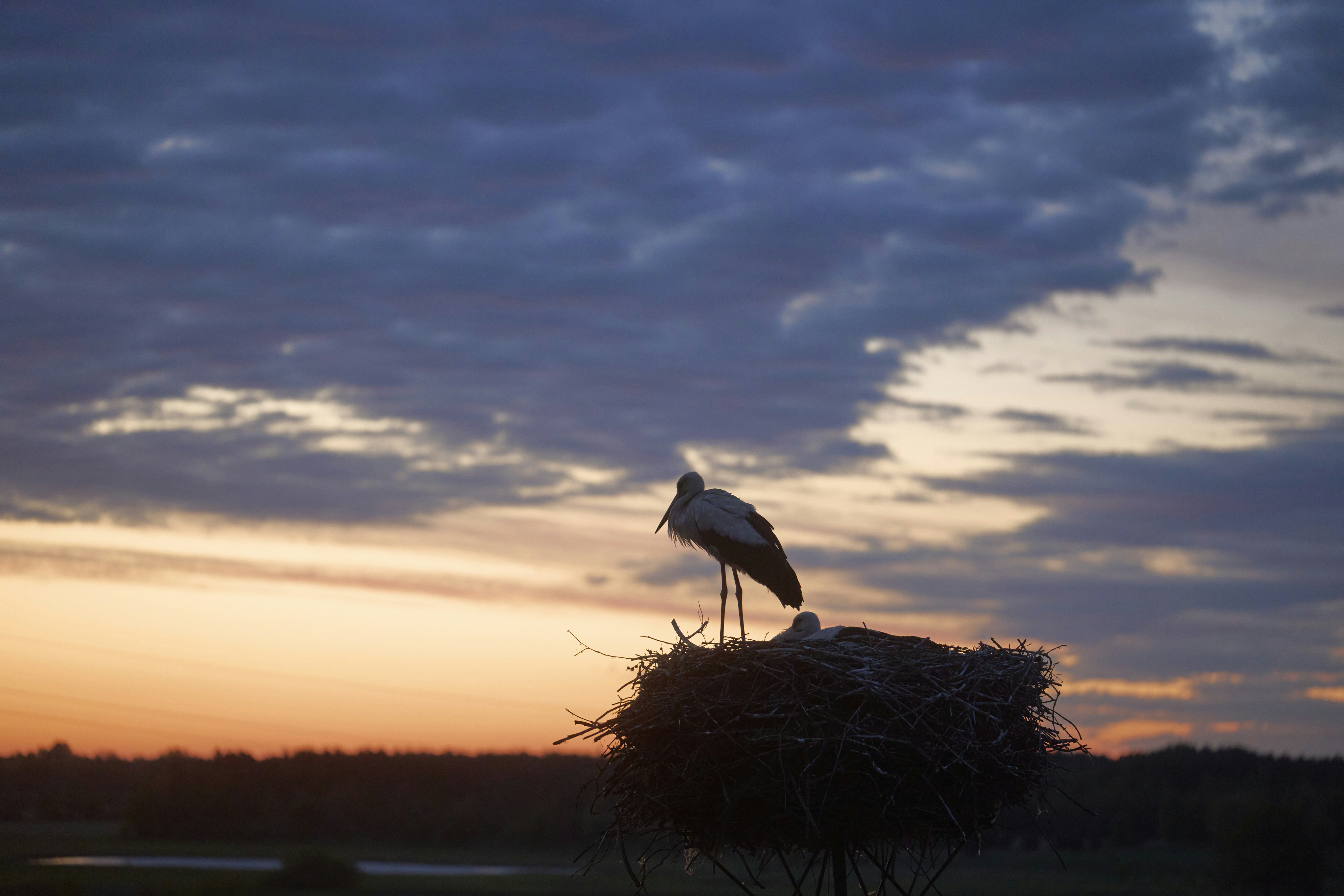 Dusk Sentinel: A lone heron on a nest against a painted sunset