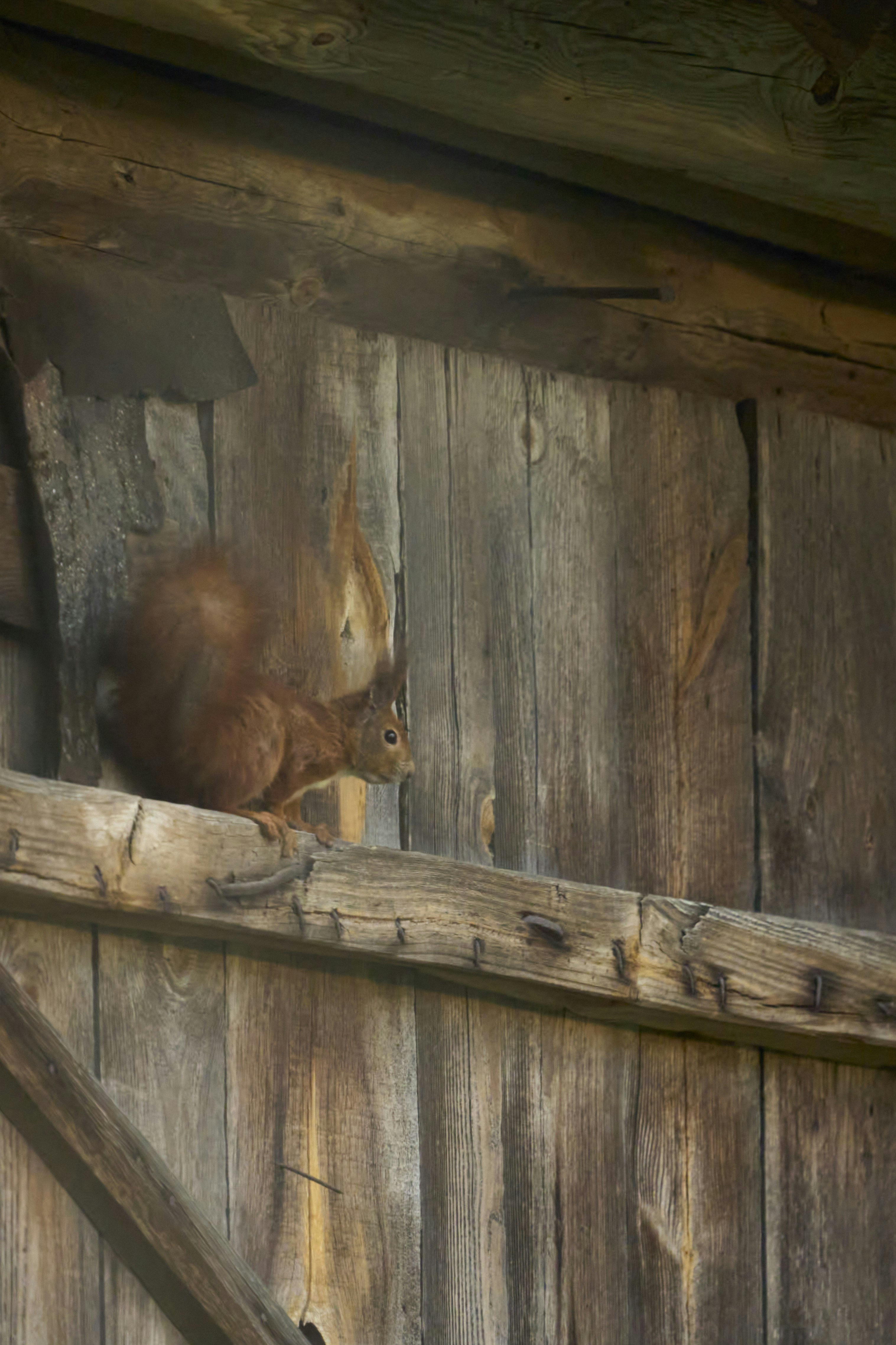 Rustic Encounter: The Agile Squirrel