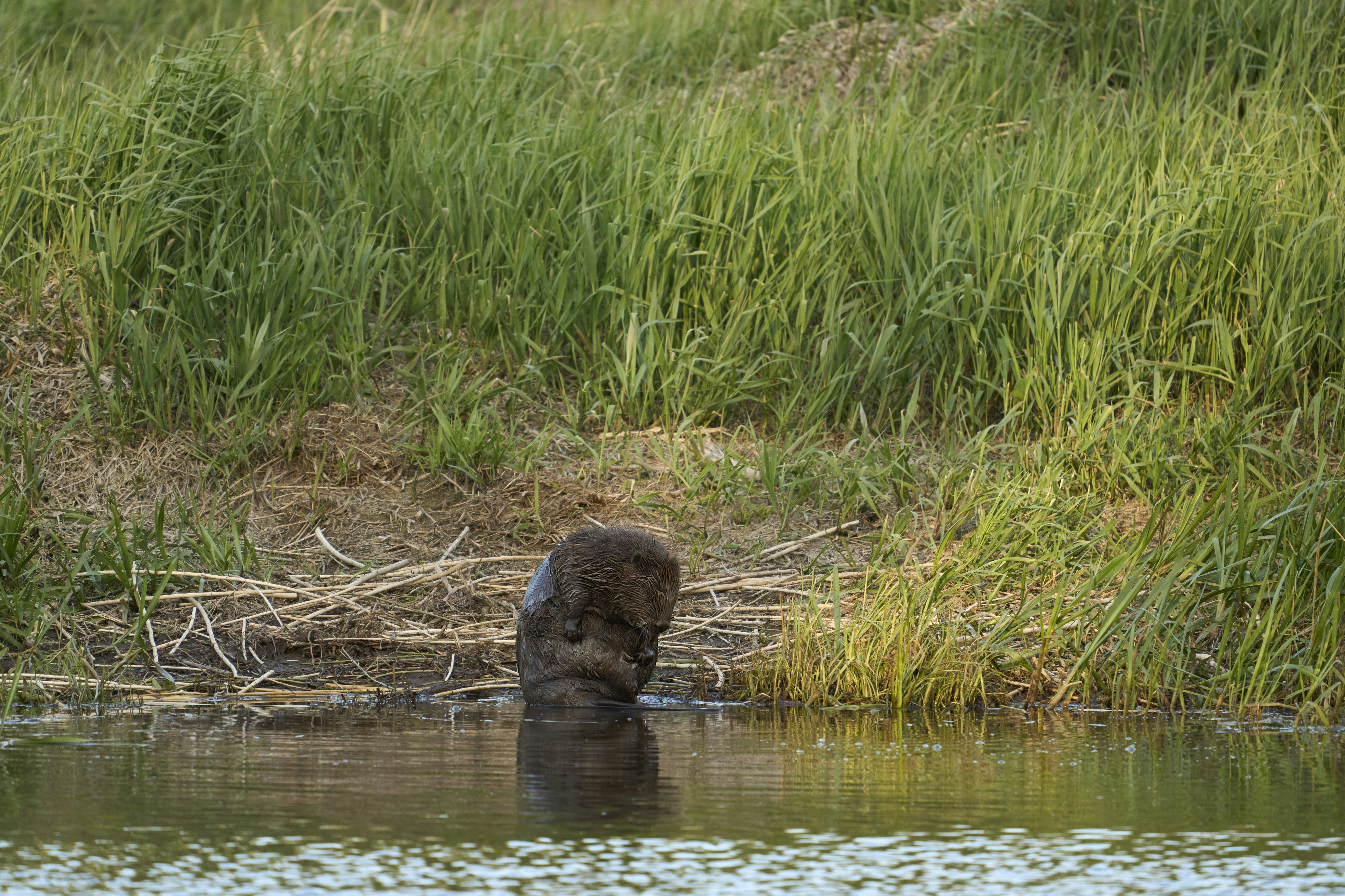 A bison partially submerged in a tranquil pond, surrounded by lush green grass and reeds. The scene captures the essence of wildlife in its natural habitat.