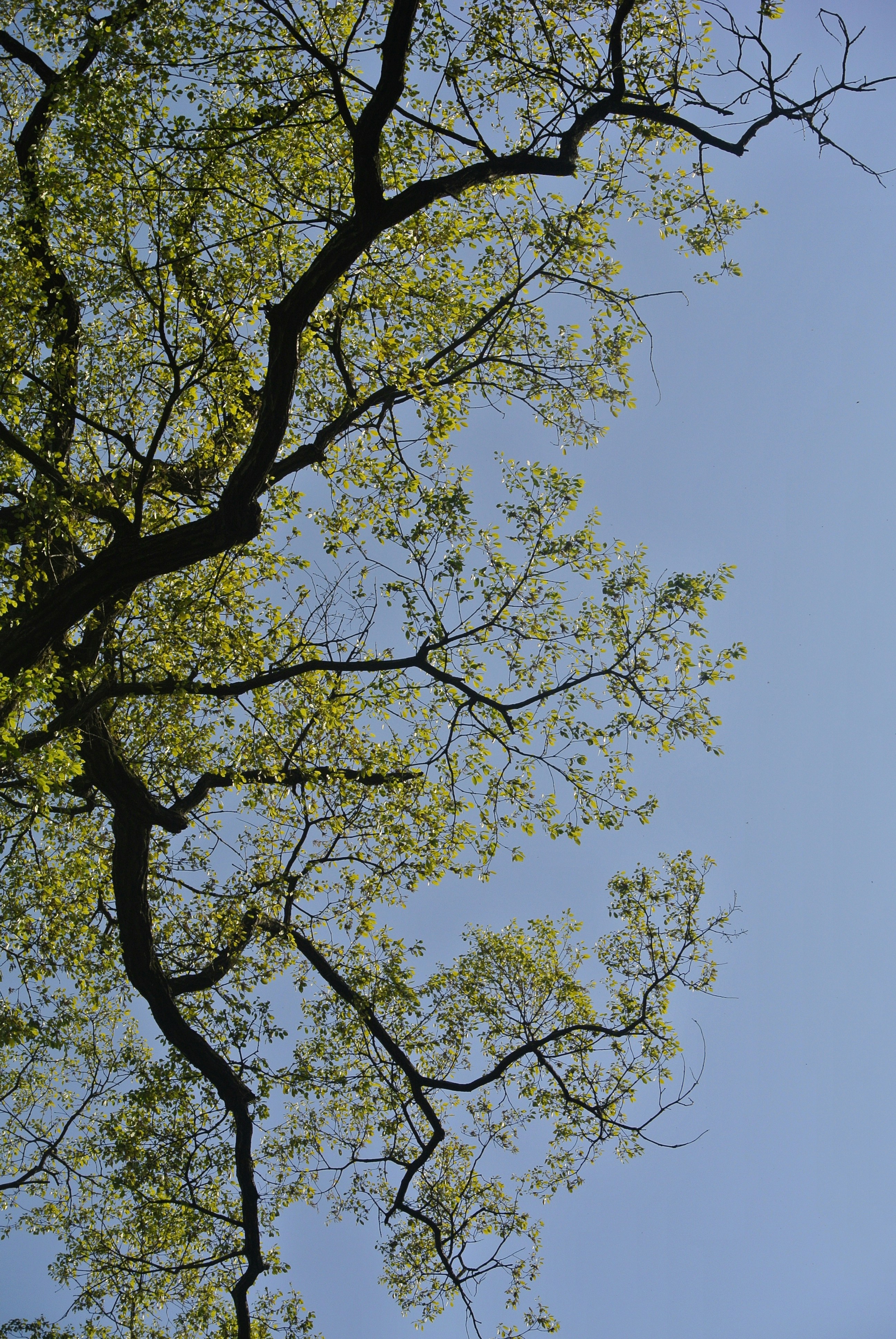 Tree branches reach towards a clear blue sky.