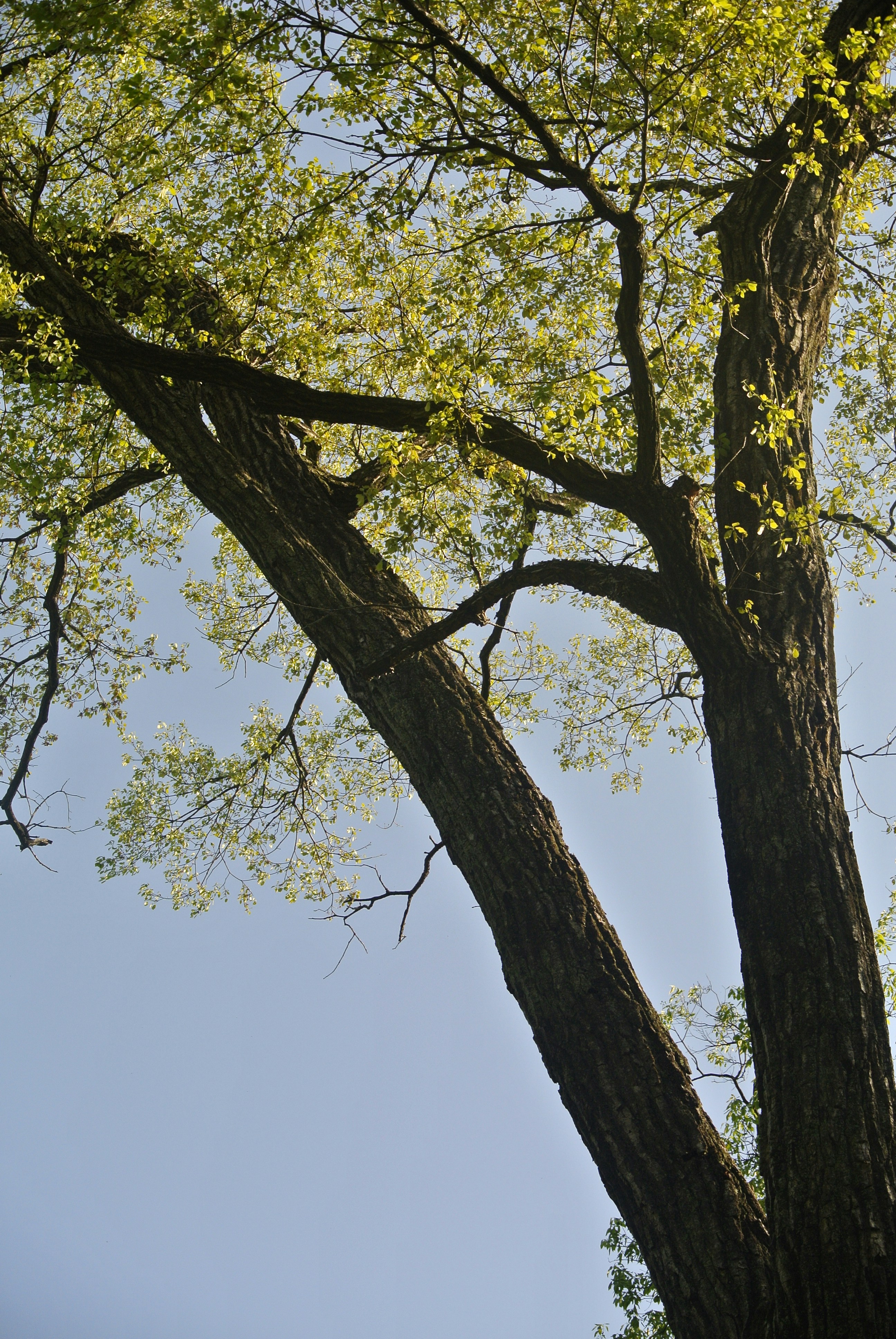 Tree branches reach towards a light blue sky.