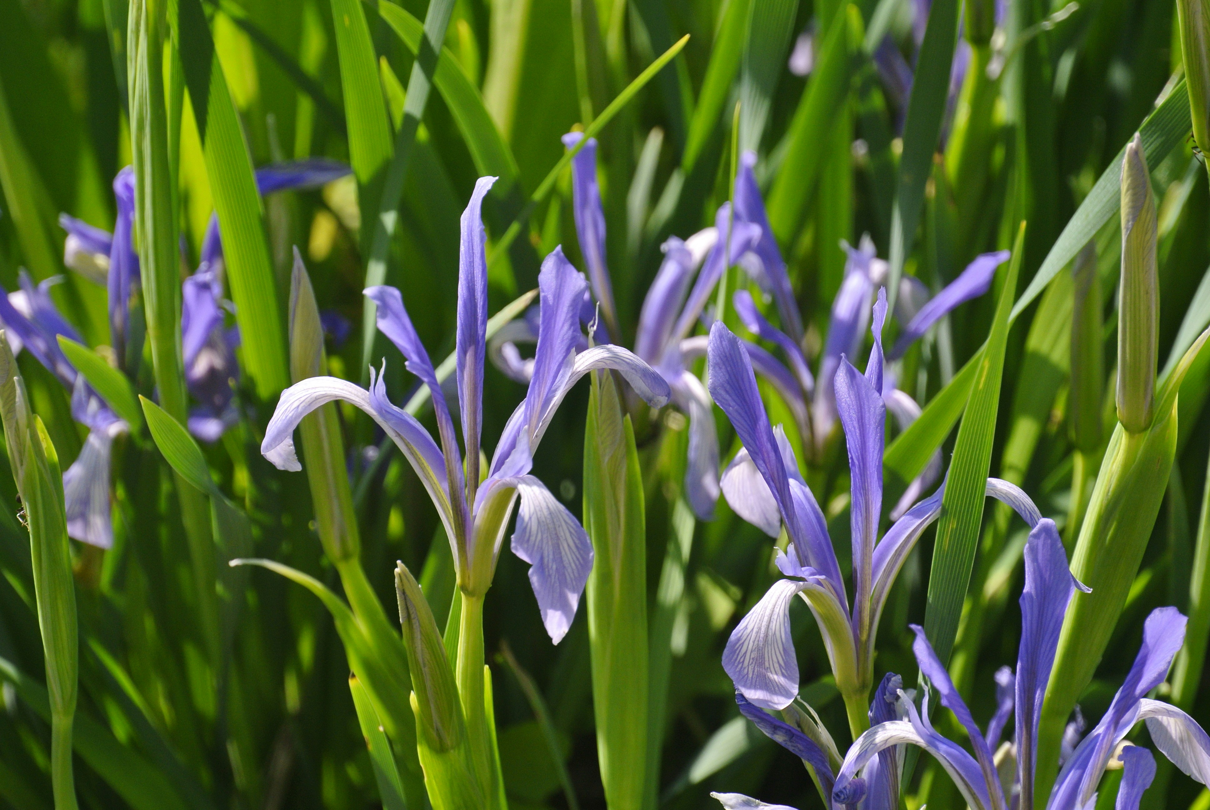 Vibrant purple iris flowers elegantly rise among lush green foliage, showcasing the beauty of springtime flora.