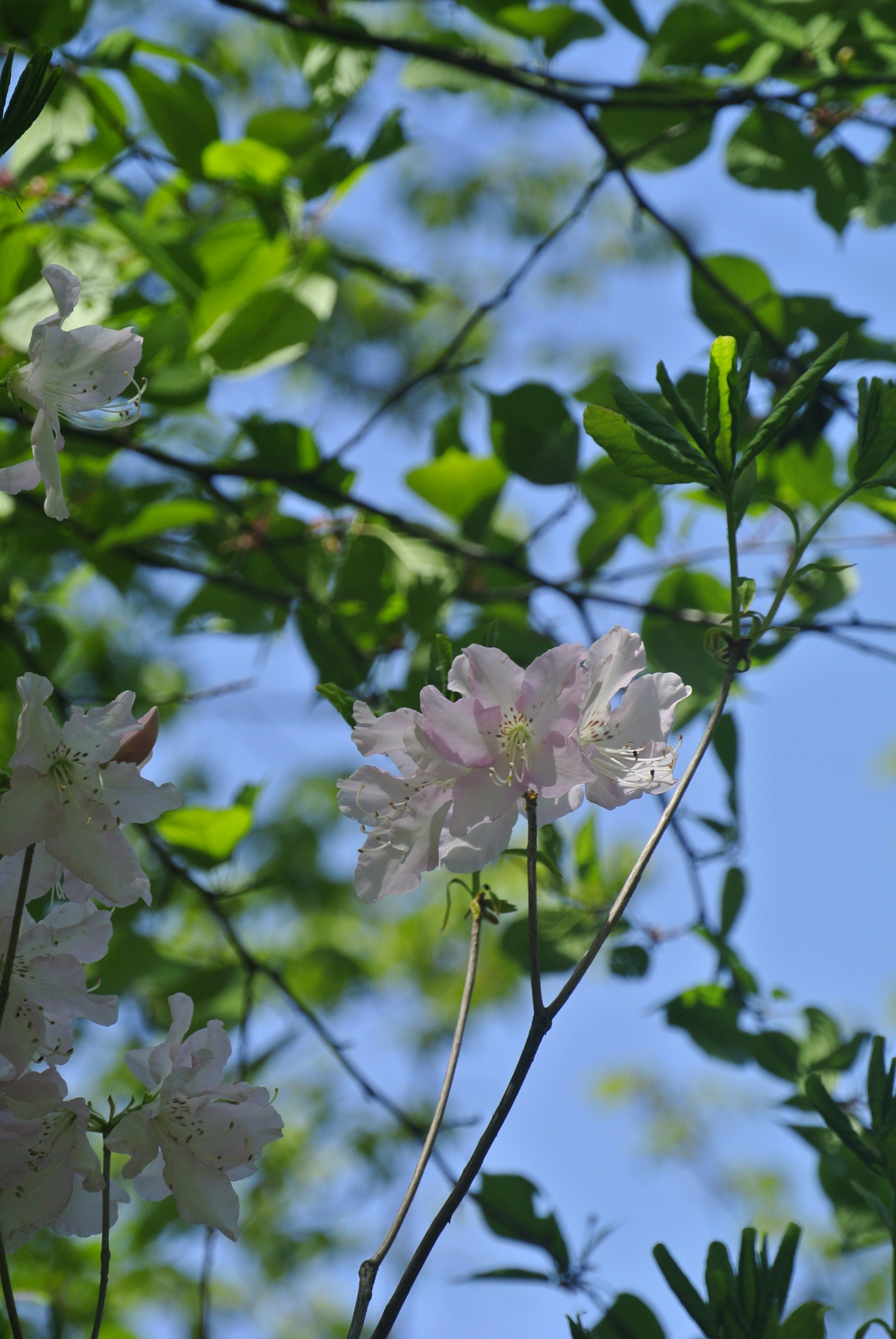 Flowers bloom in front of a bright blue sky.
