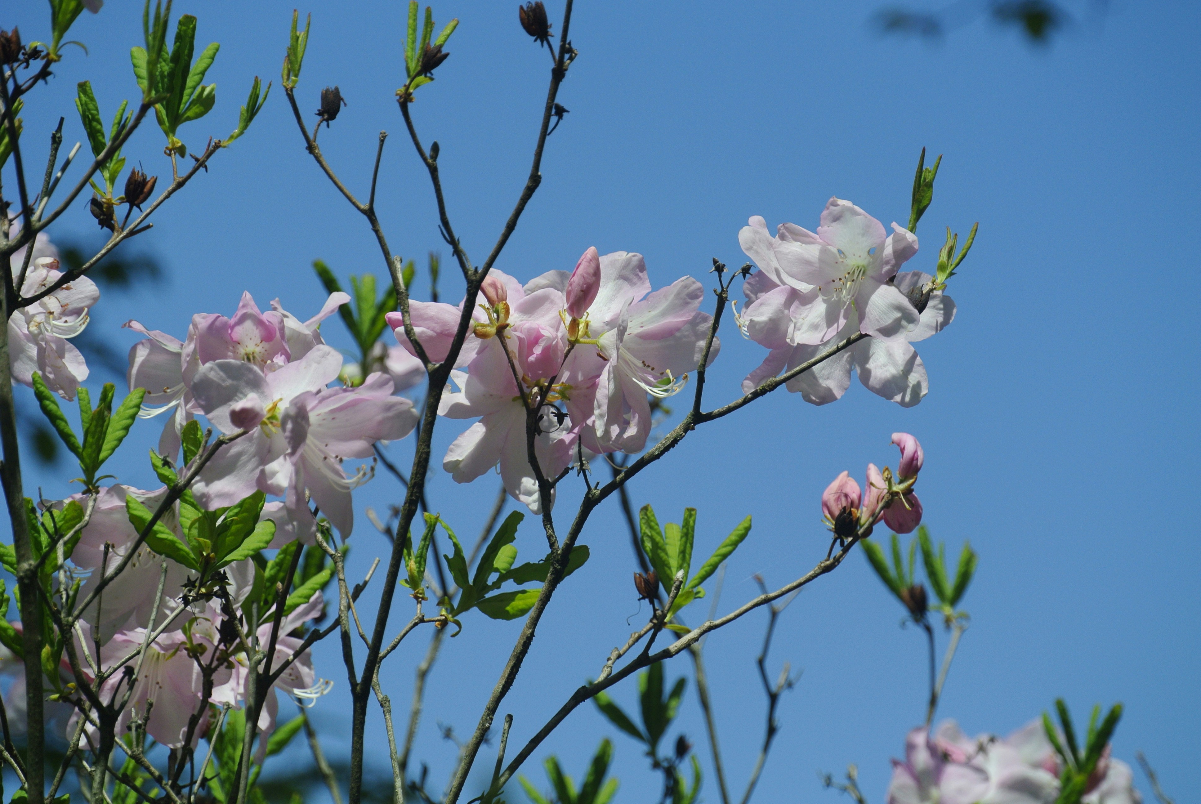 Pale pink flowers bloom against a blue sky.