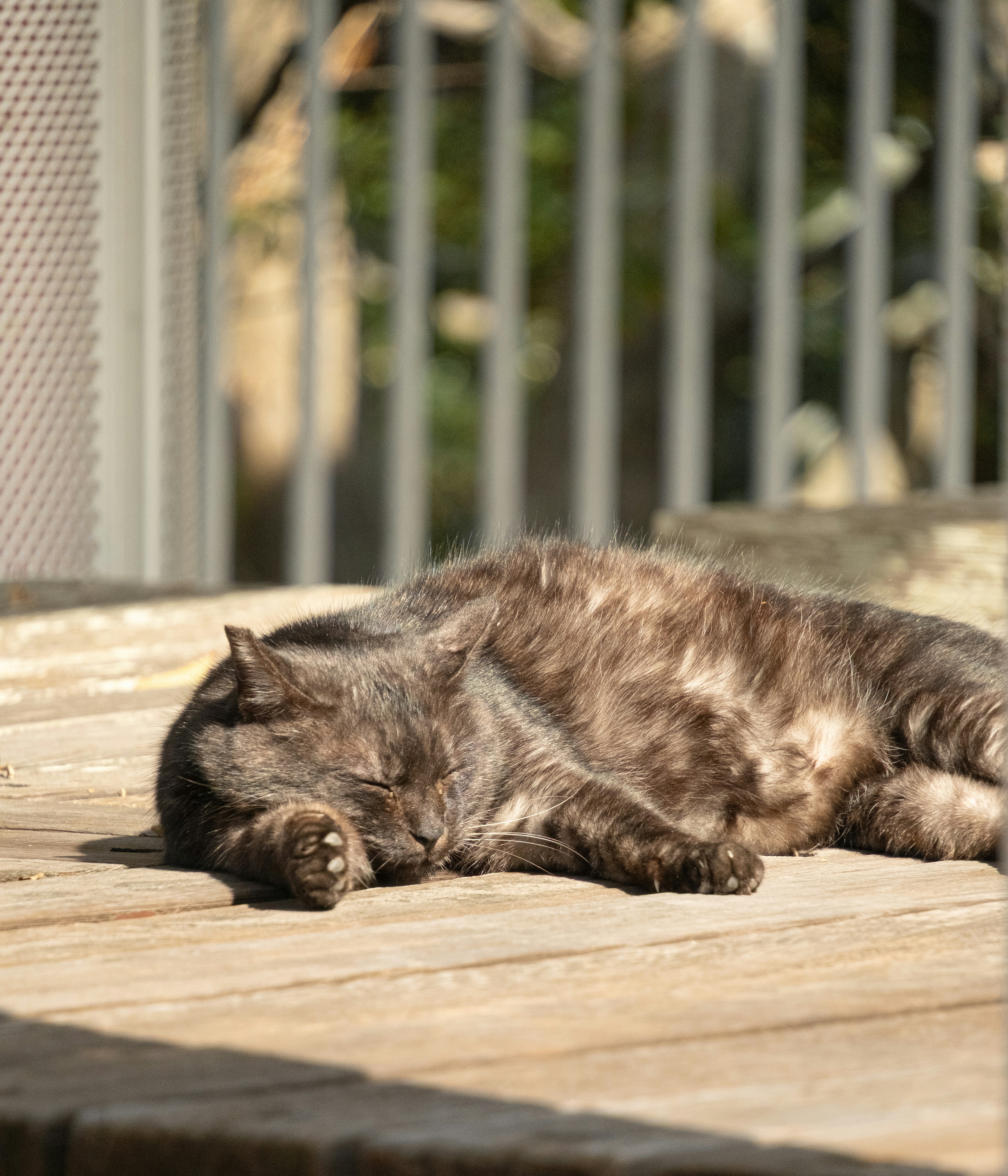 A cat enjoys a peaceful nap in the sun.