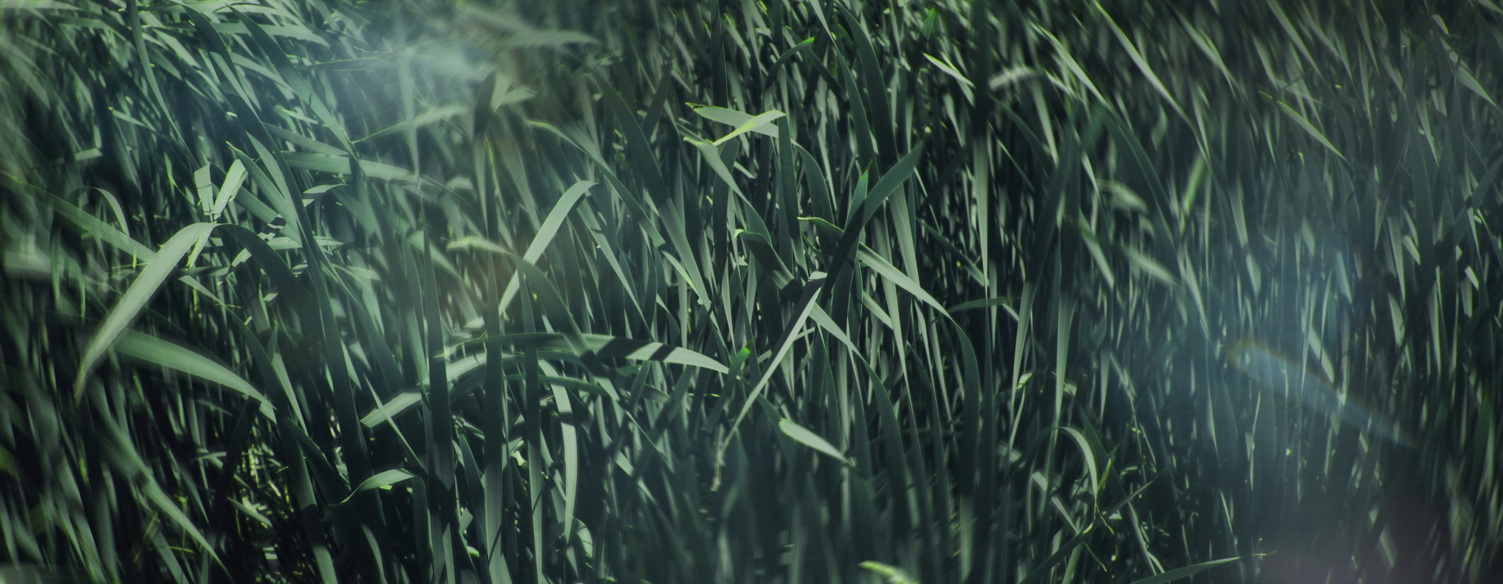 Green grass fills the image.