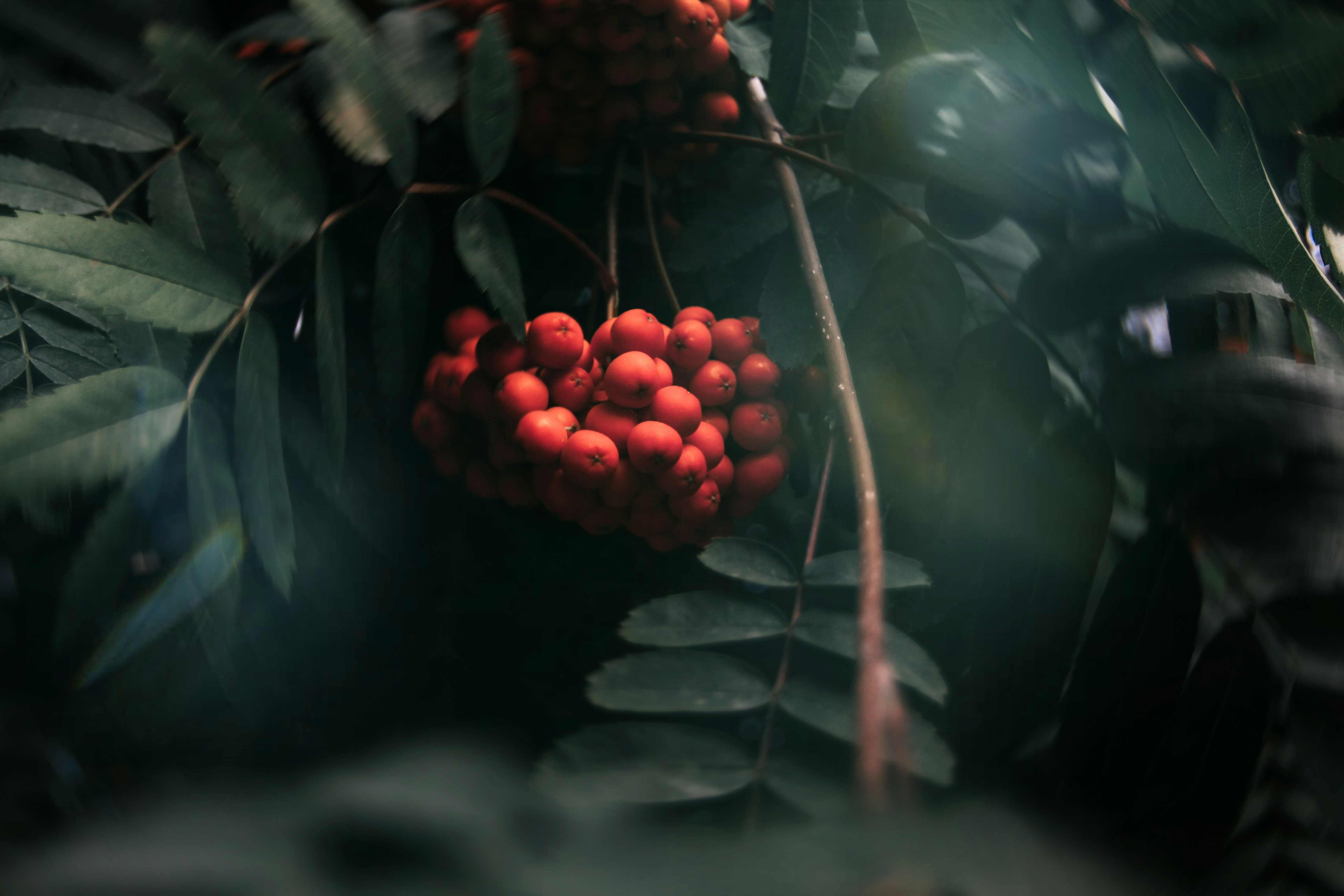 Crimson Clusters Amidst Verdant Shadows