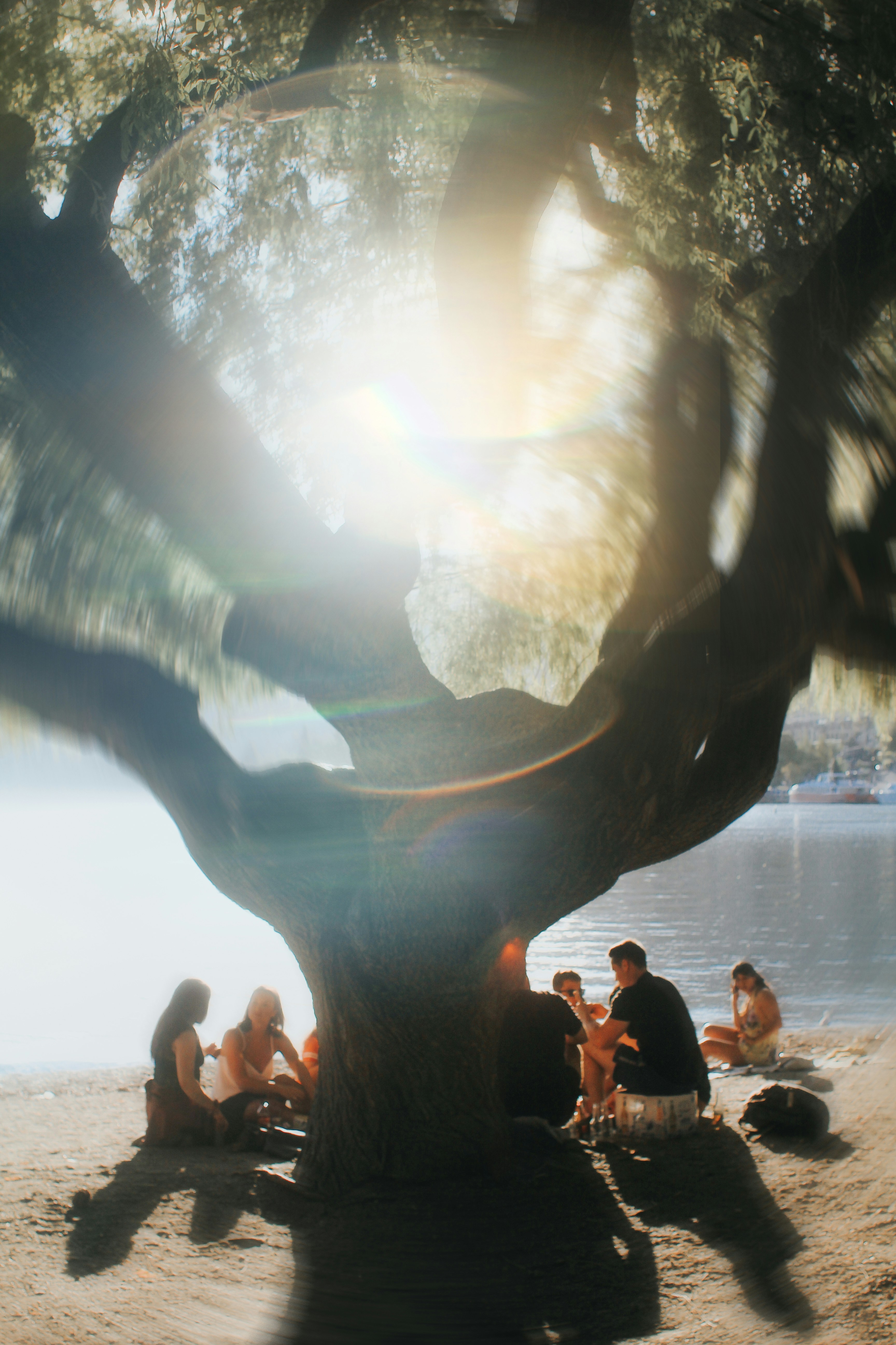 Sunburst Under the Knotted Shore Tree: Friends by the Water