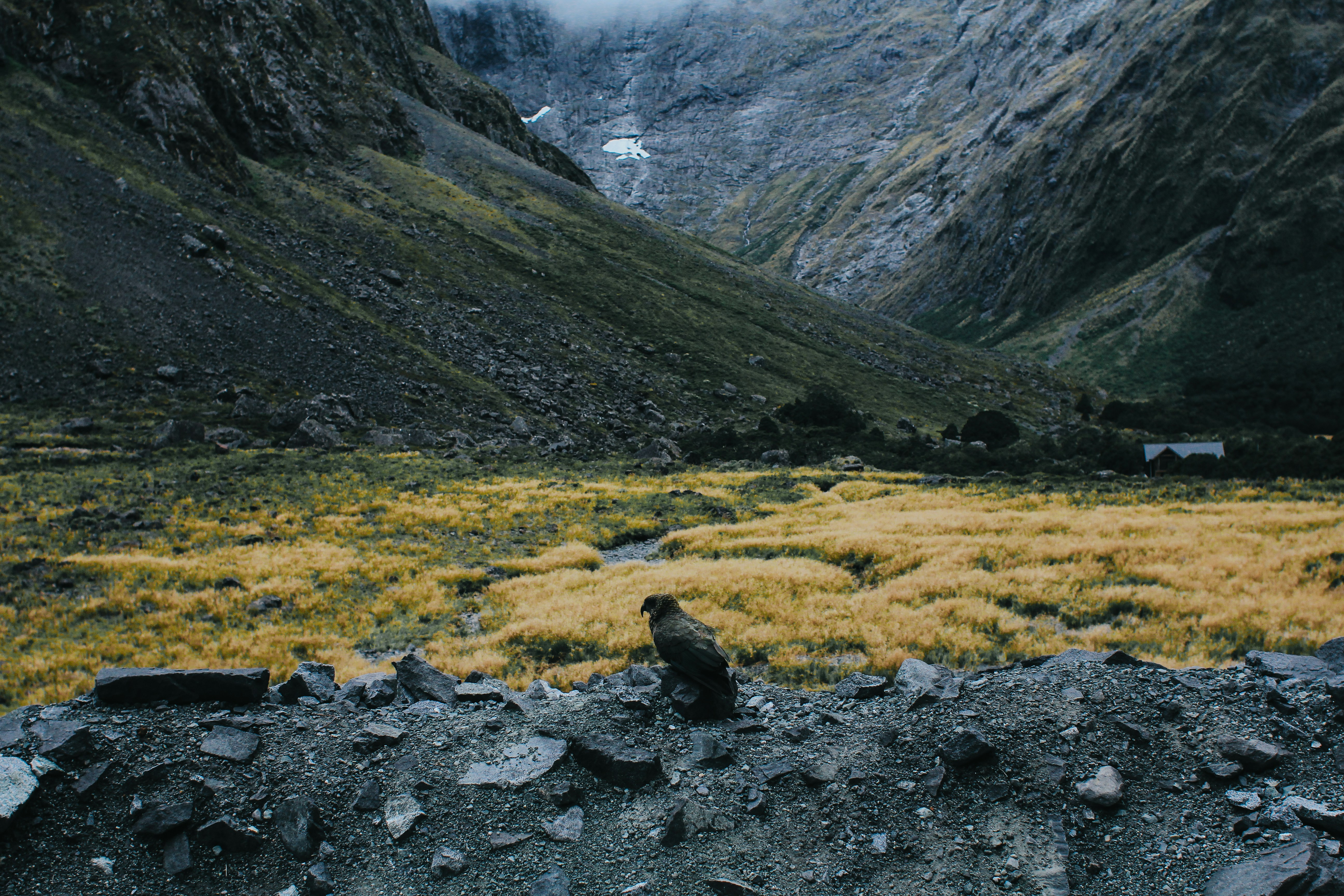 Amber Meadow in a Granite Valley Beneath Silent Peaks