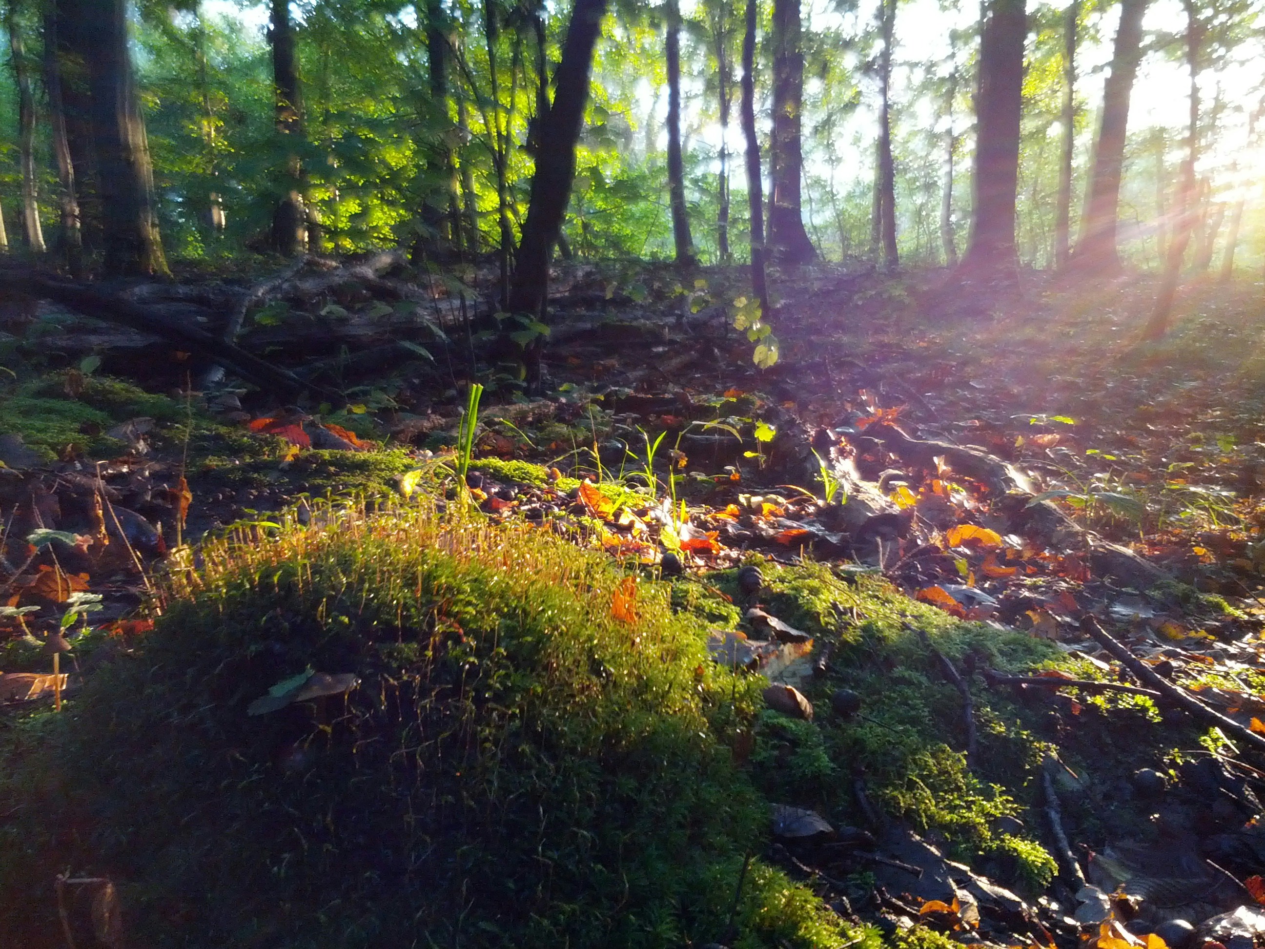 Whispers of the Forest Floor