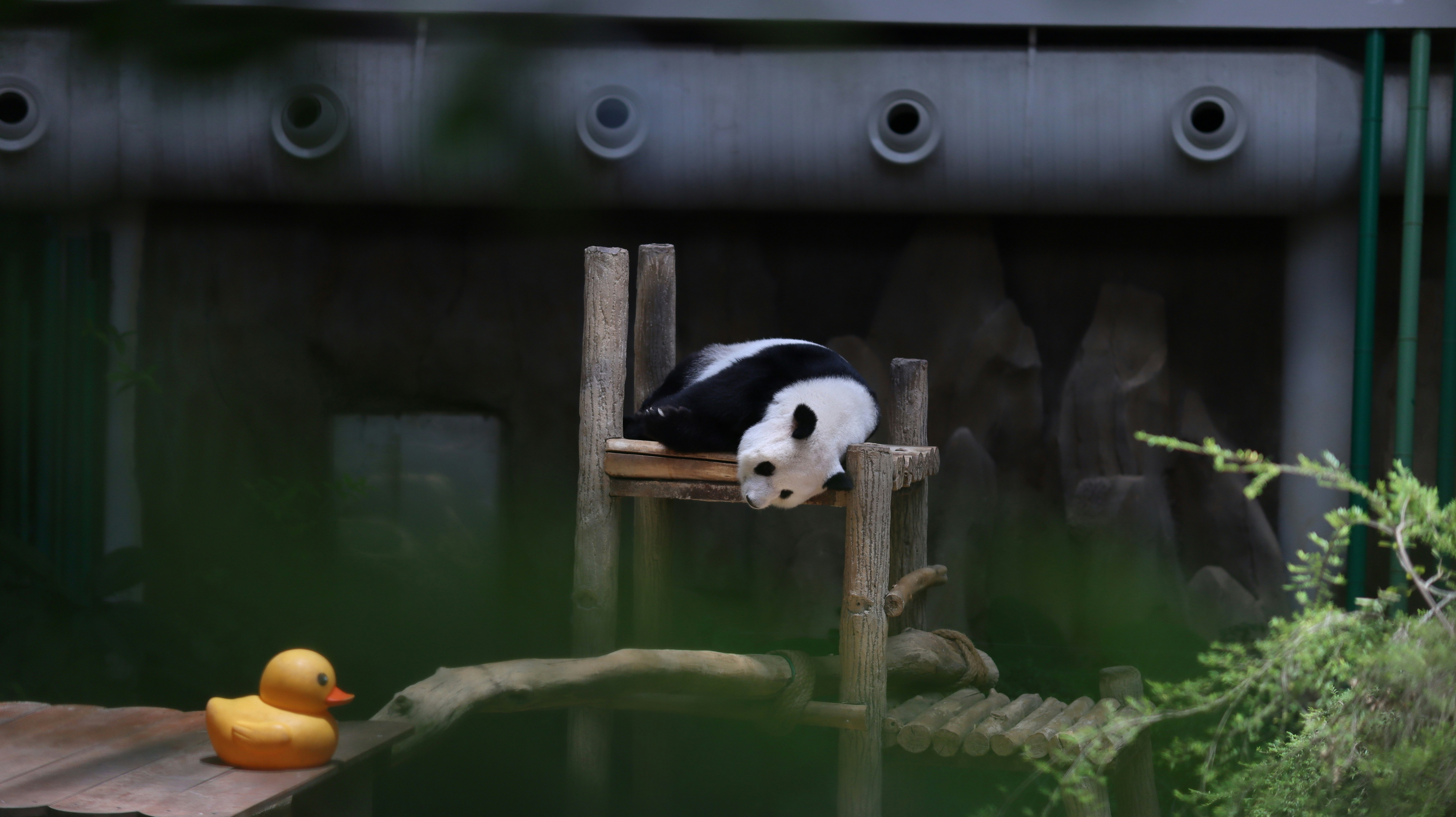 A panda rests on a chair next to a rubber duck. photo – Free Cute Image ...