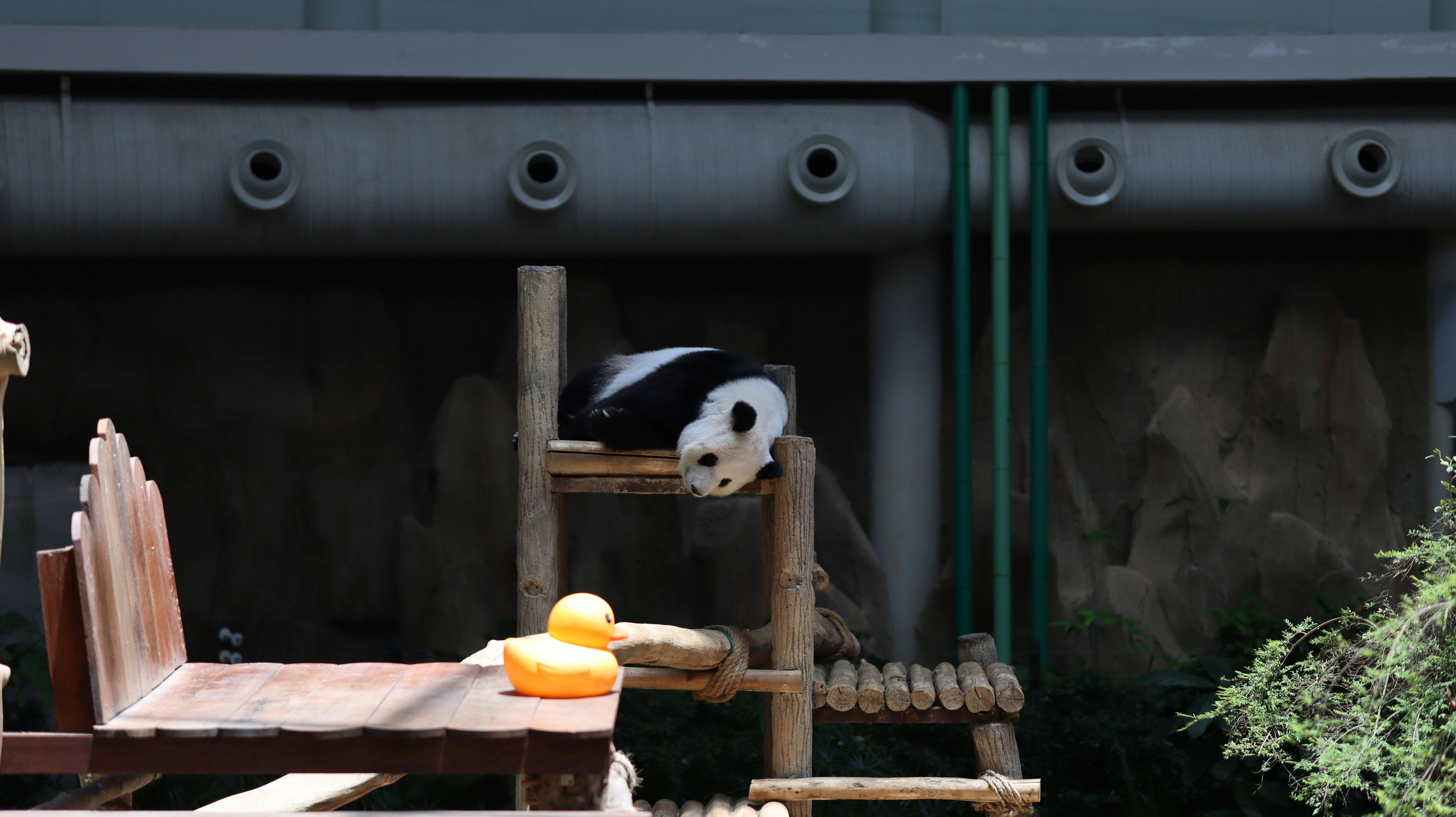 Panda's Playful Retreat