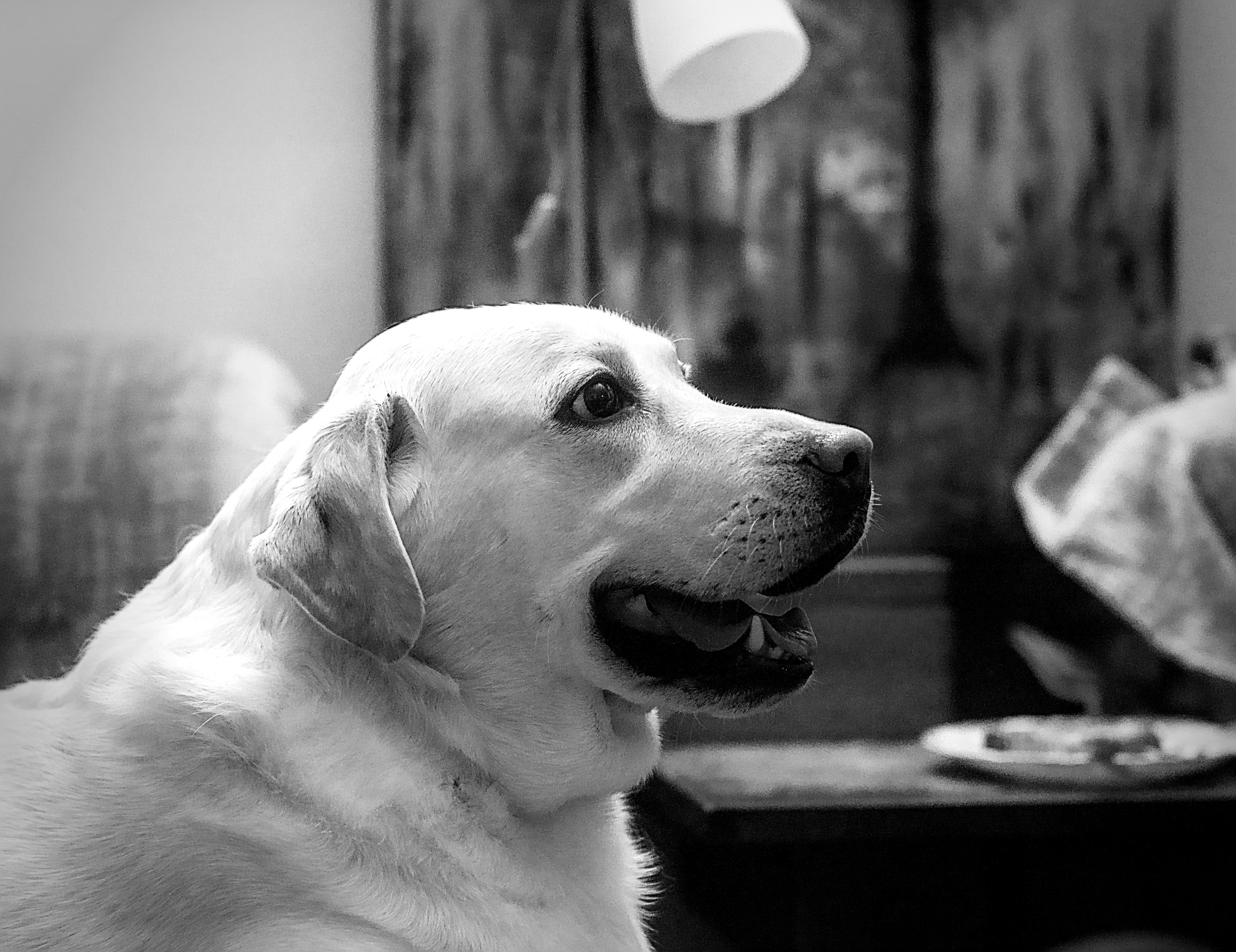 Monochrome Labrador Portrait: A Quiet Gaze Under Indoor Pendant