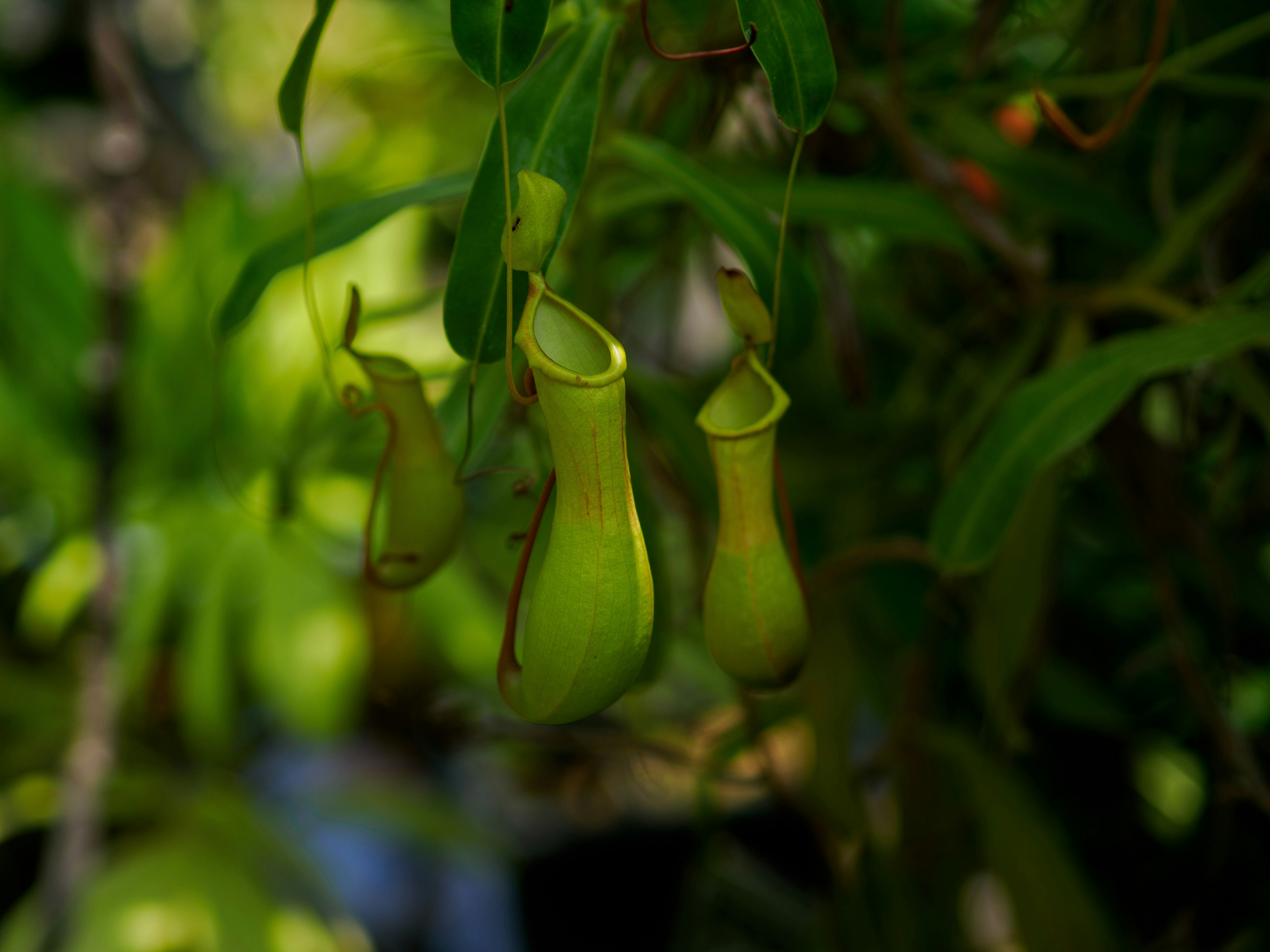 Three vibrant green pitcher plants hanging amidst lush foliage, showcasing their unique shapes and textures.