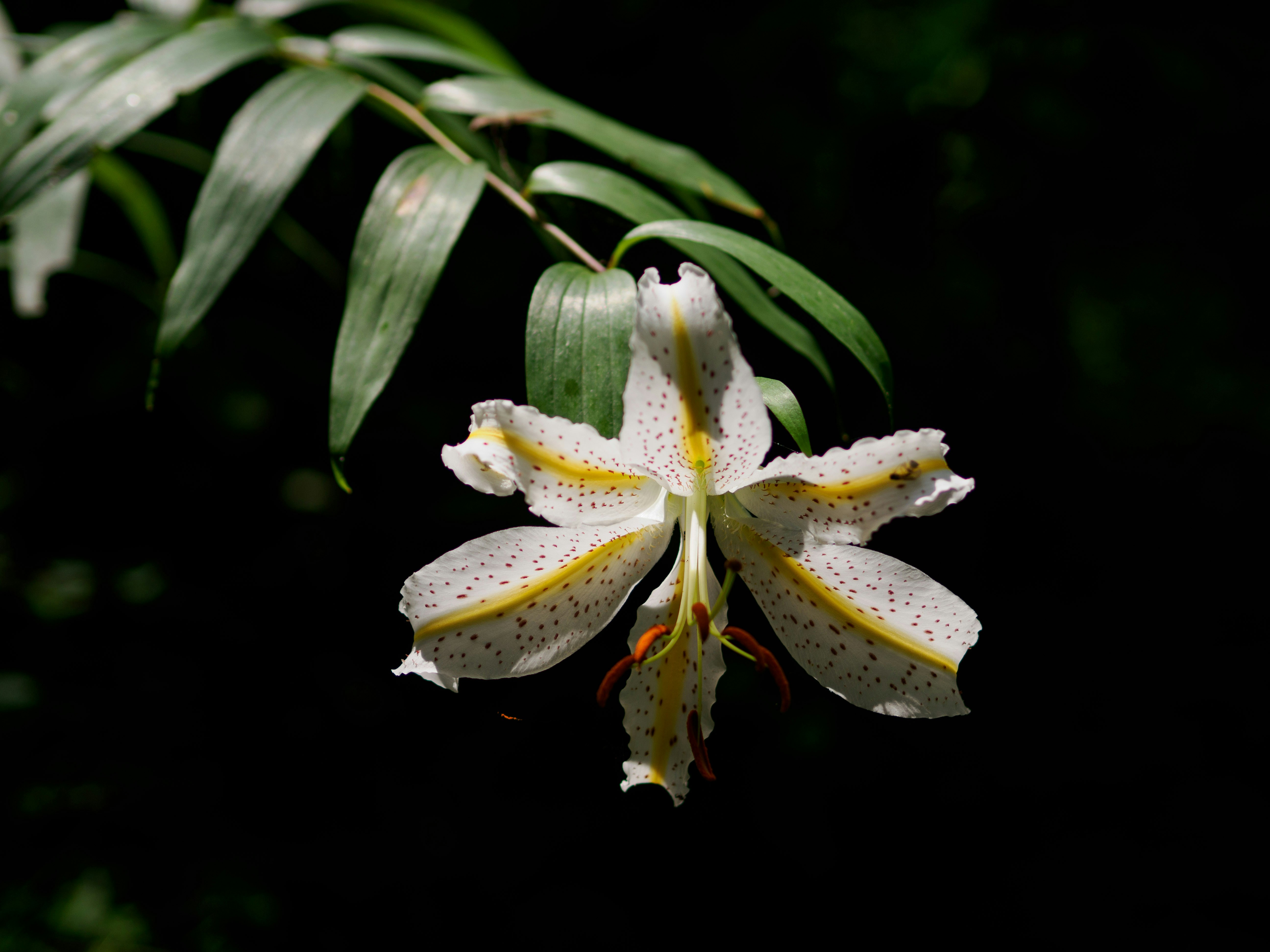 A beautiful flower blooms amidst green leaves.
