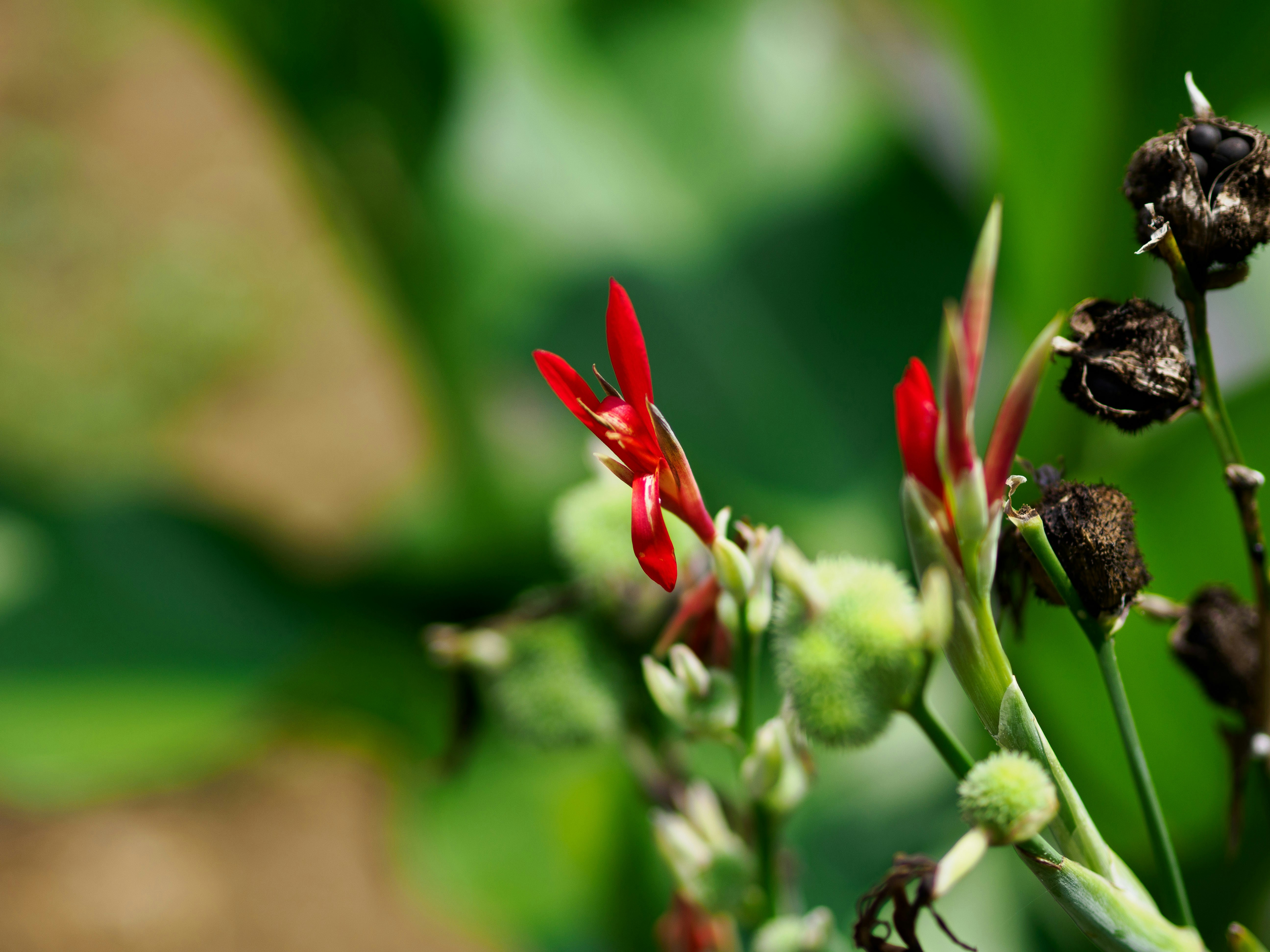 Vibrant red flowers juxtaposed with dried seed pods, capturing the cycle of life in a lush garden setting.