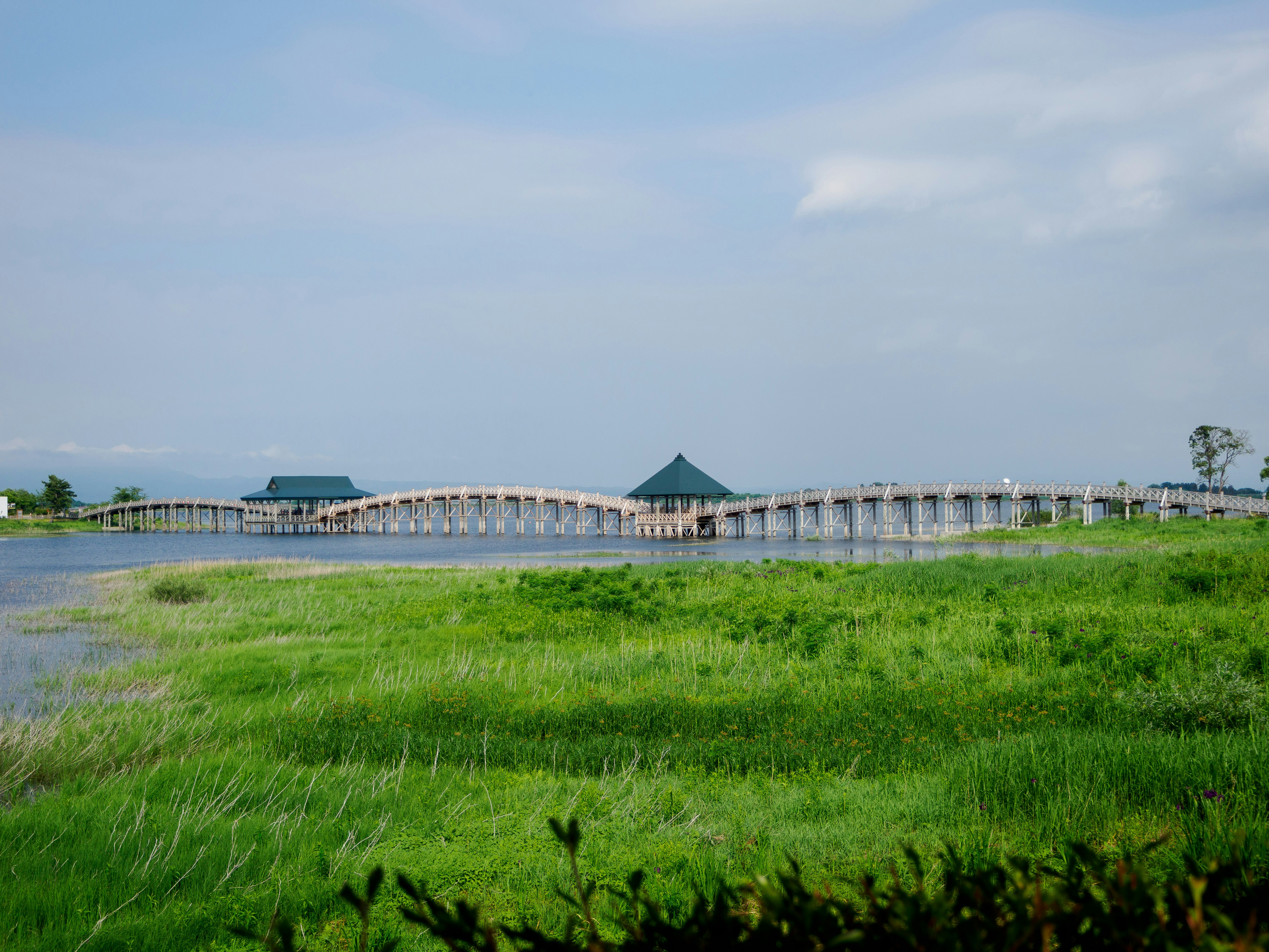 A scenic bridge spans a verdant wetland.