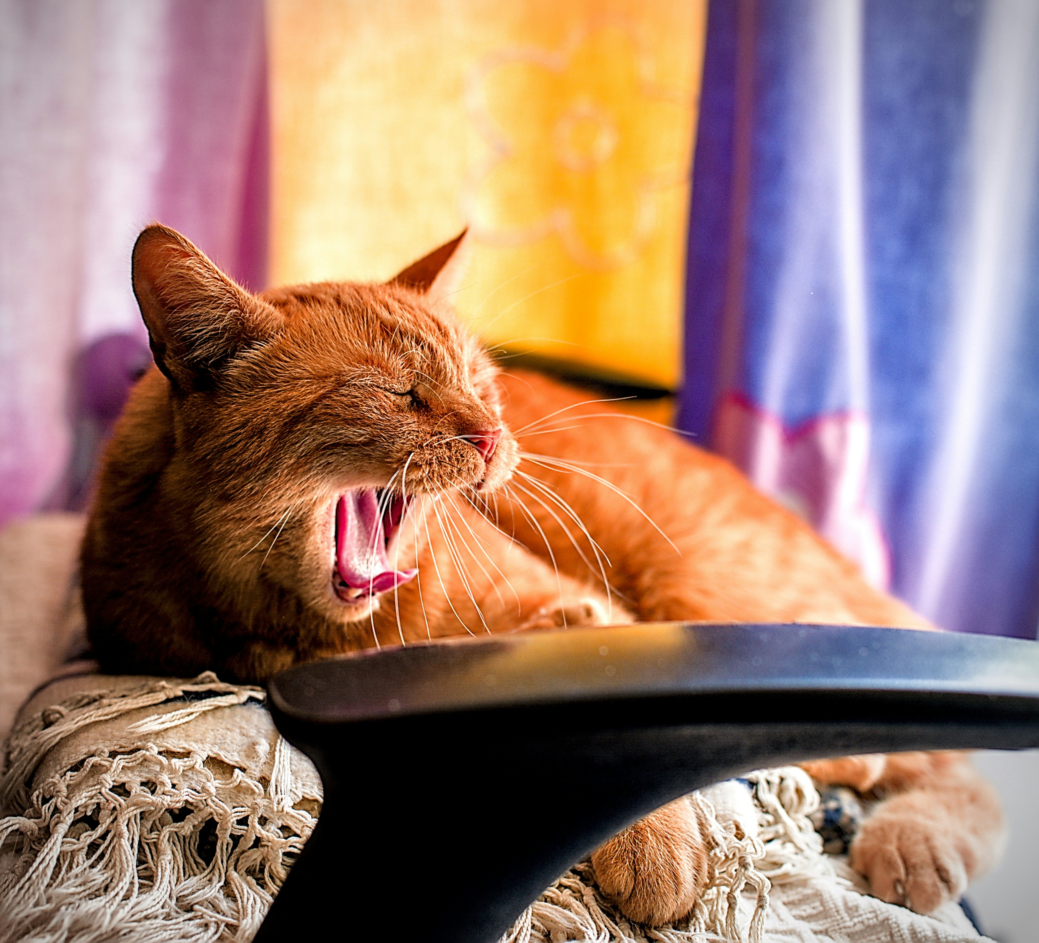 The Serene Yawn of a Ginger Companion