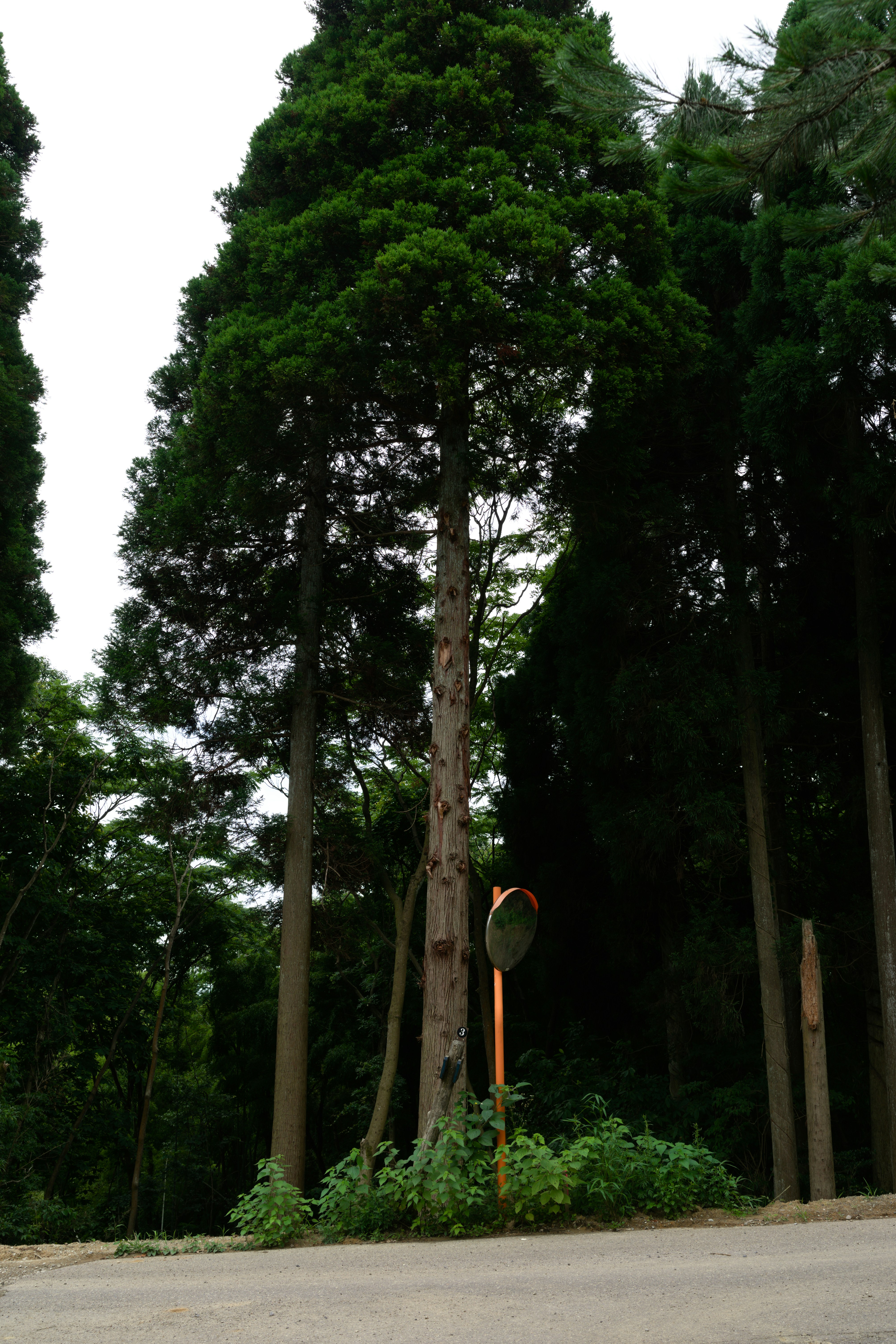 Orange Sentinel: A roadside convex mirror among towering pines