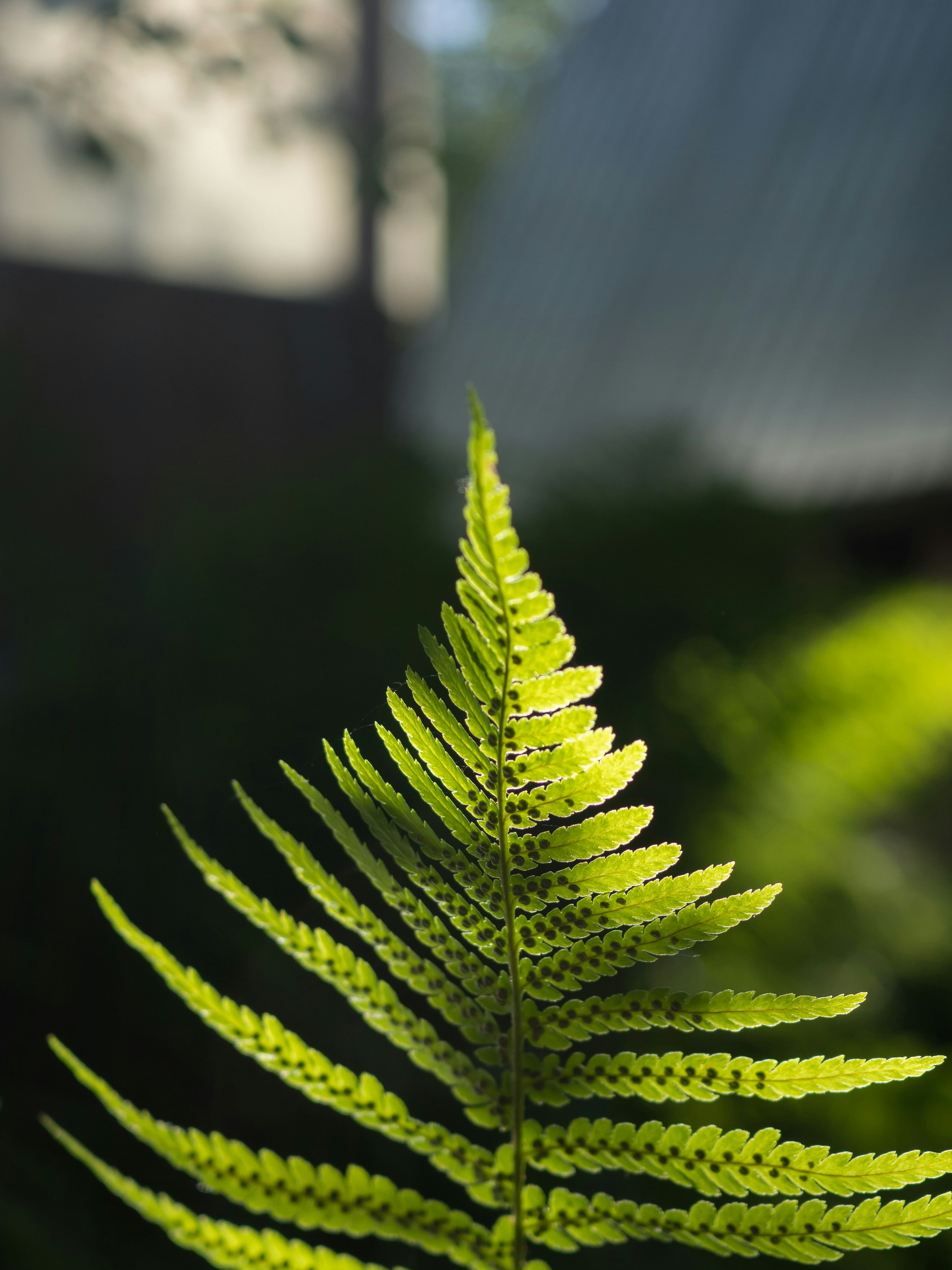 Close-up of a vibrant green fern leaf, illuminated by sunlight, set against a softly blurred background. The intricate details of the leaf's structure are highlighted.