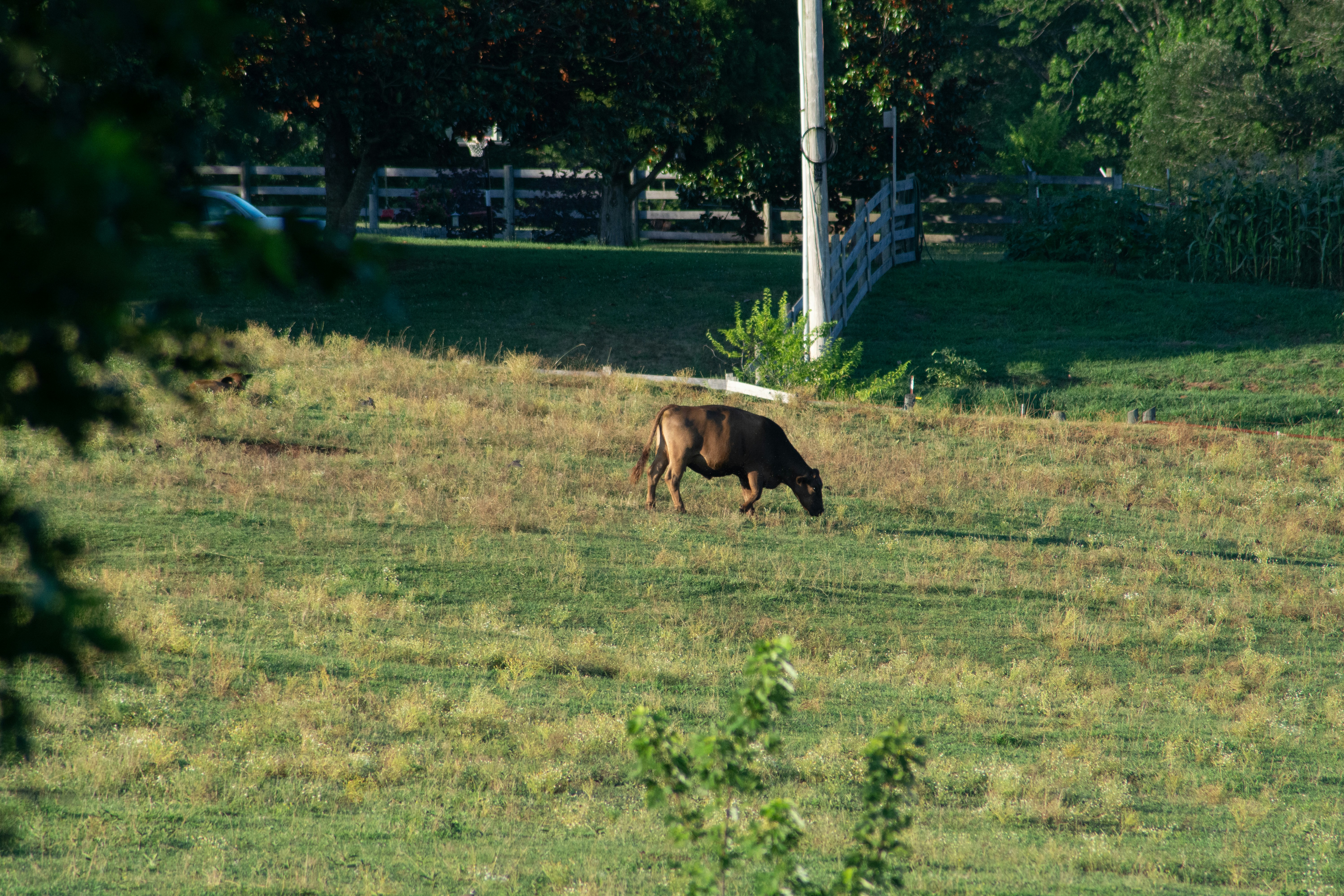 Grazing Serenity: A Moment in Pastoral Life