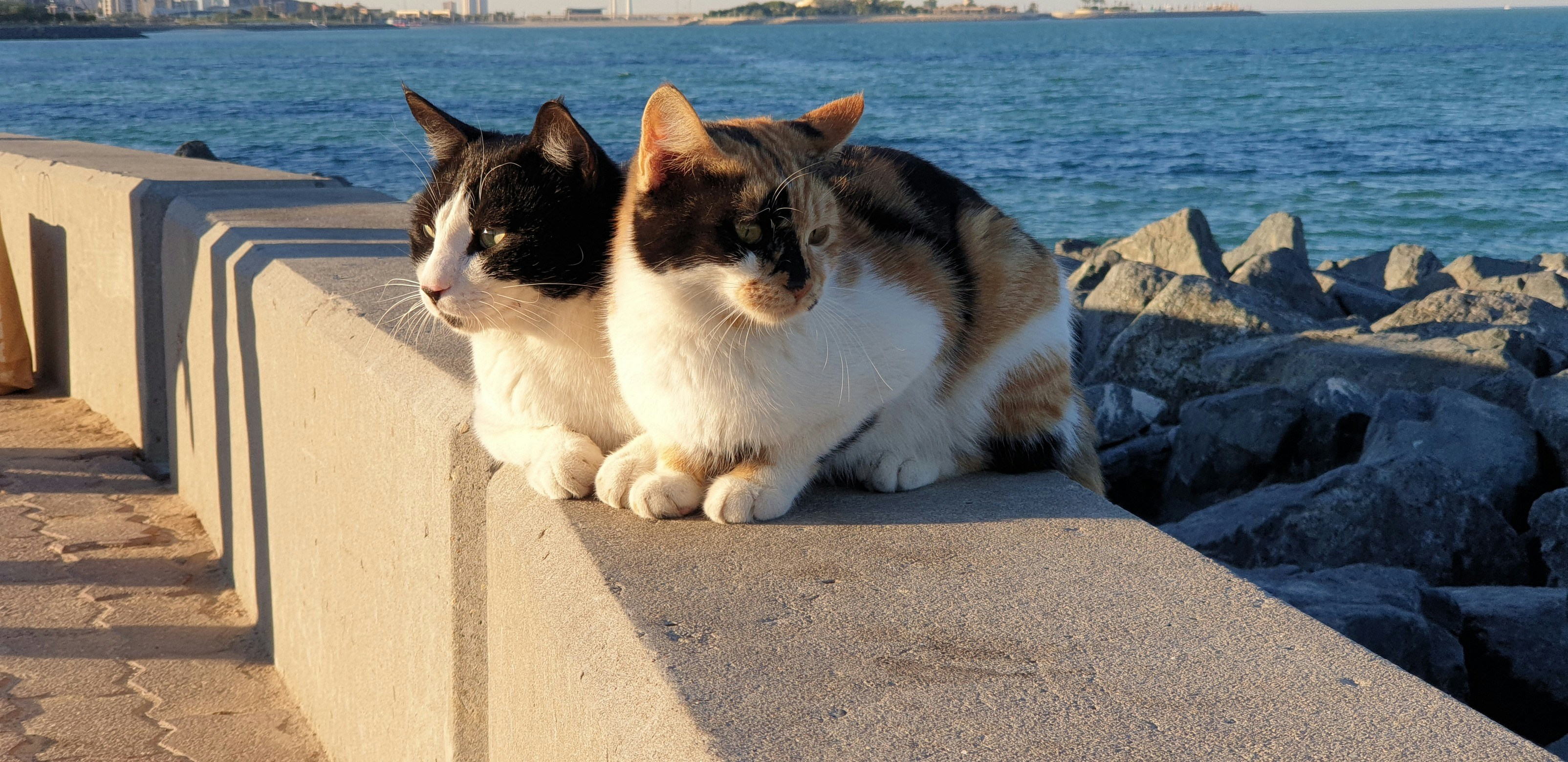 Two cats enjoying a view of the sea. photo – Free Wallpaper Image on ...