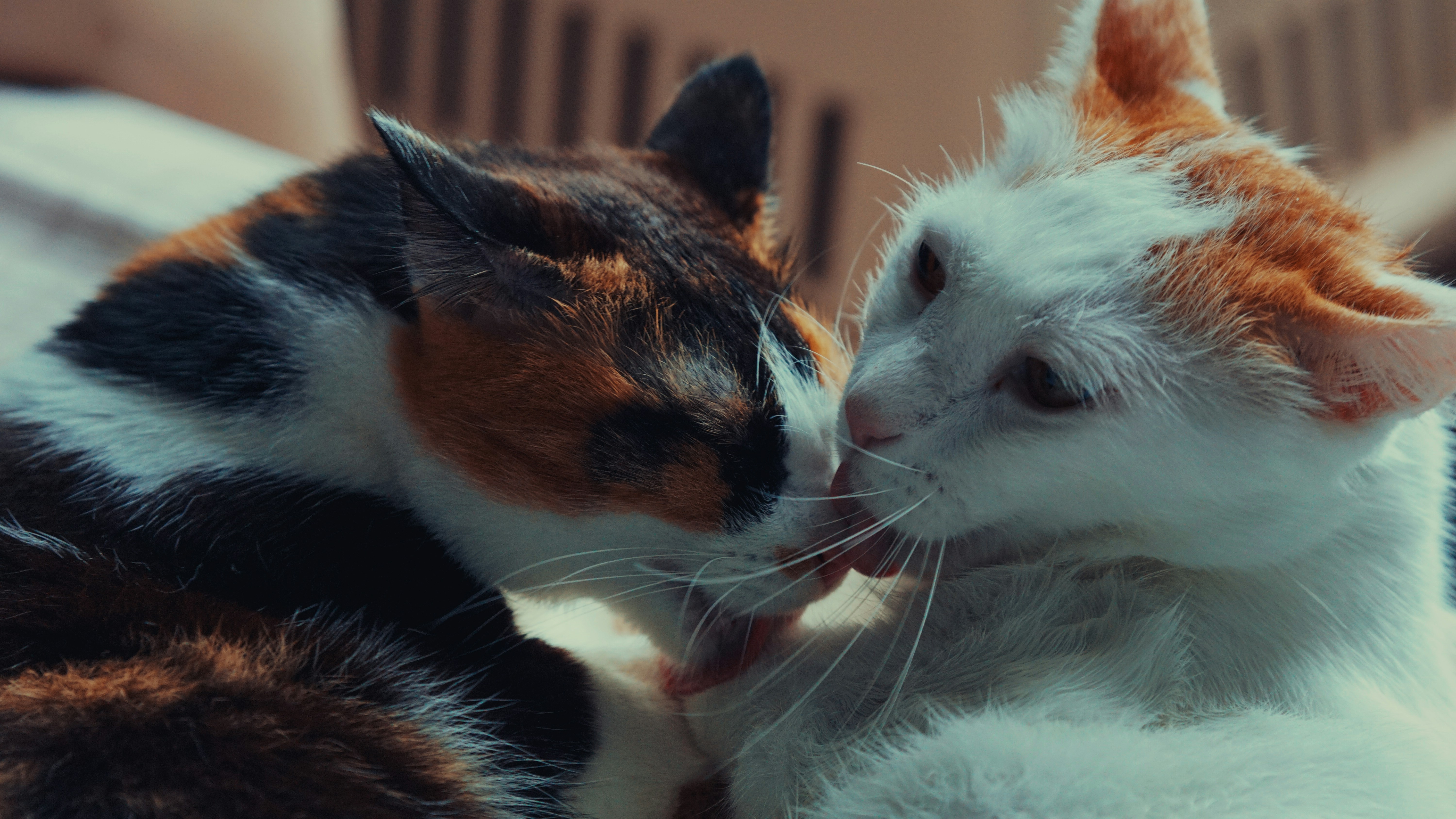 Two cats grooming each other in a warm, intimate moment, showcasing their bond and playful interaction.