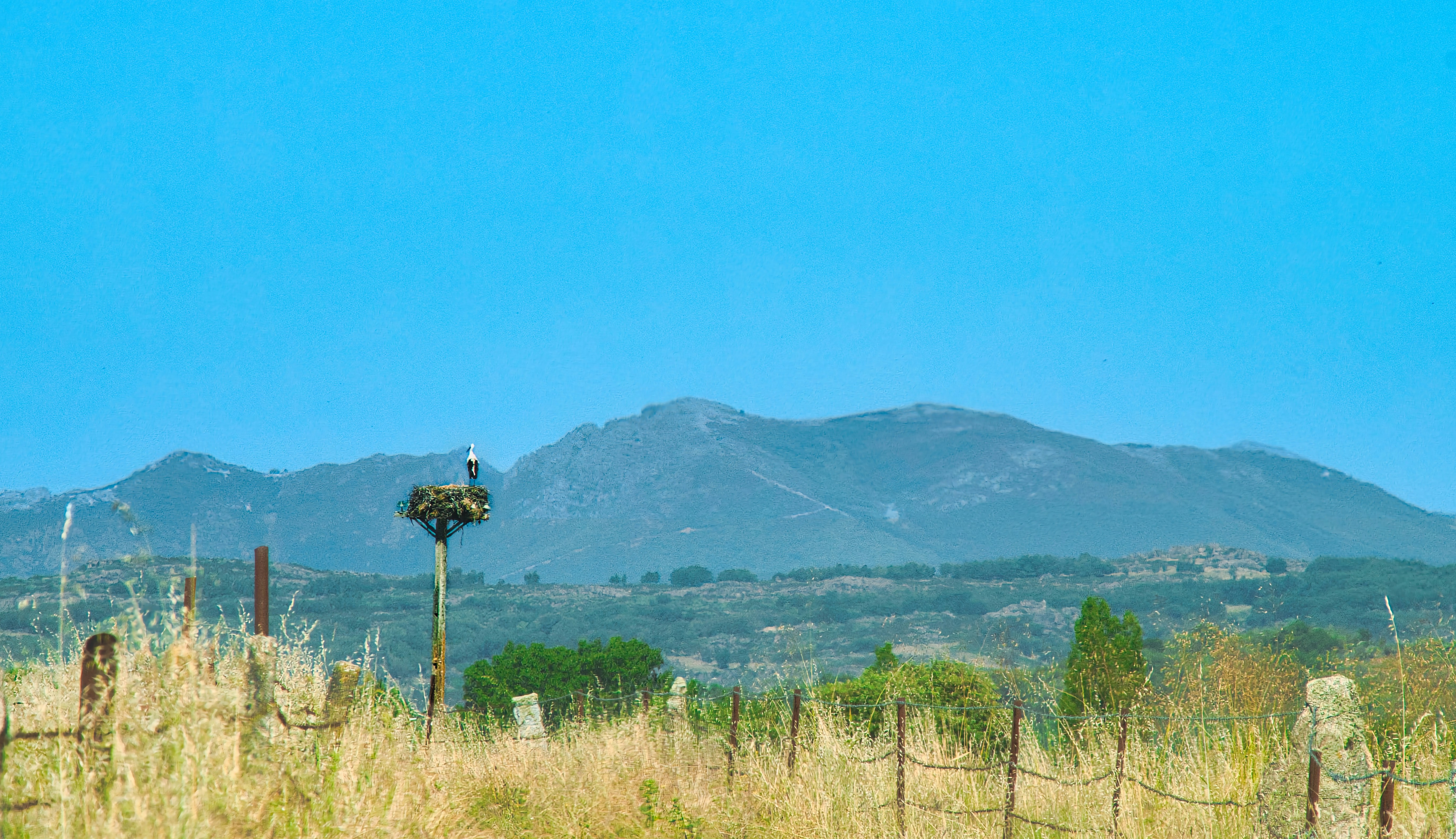 A solitary stork rests in its nest atop a pole in the middle of a rural landscape, with mountains in the background and a clear sky. The image conveys tranquility, nature, and the beauty of wildlife in open spaces. | A stork's nest stands before a mountain.