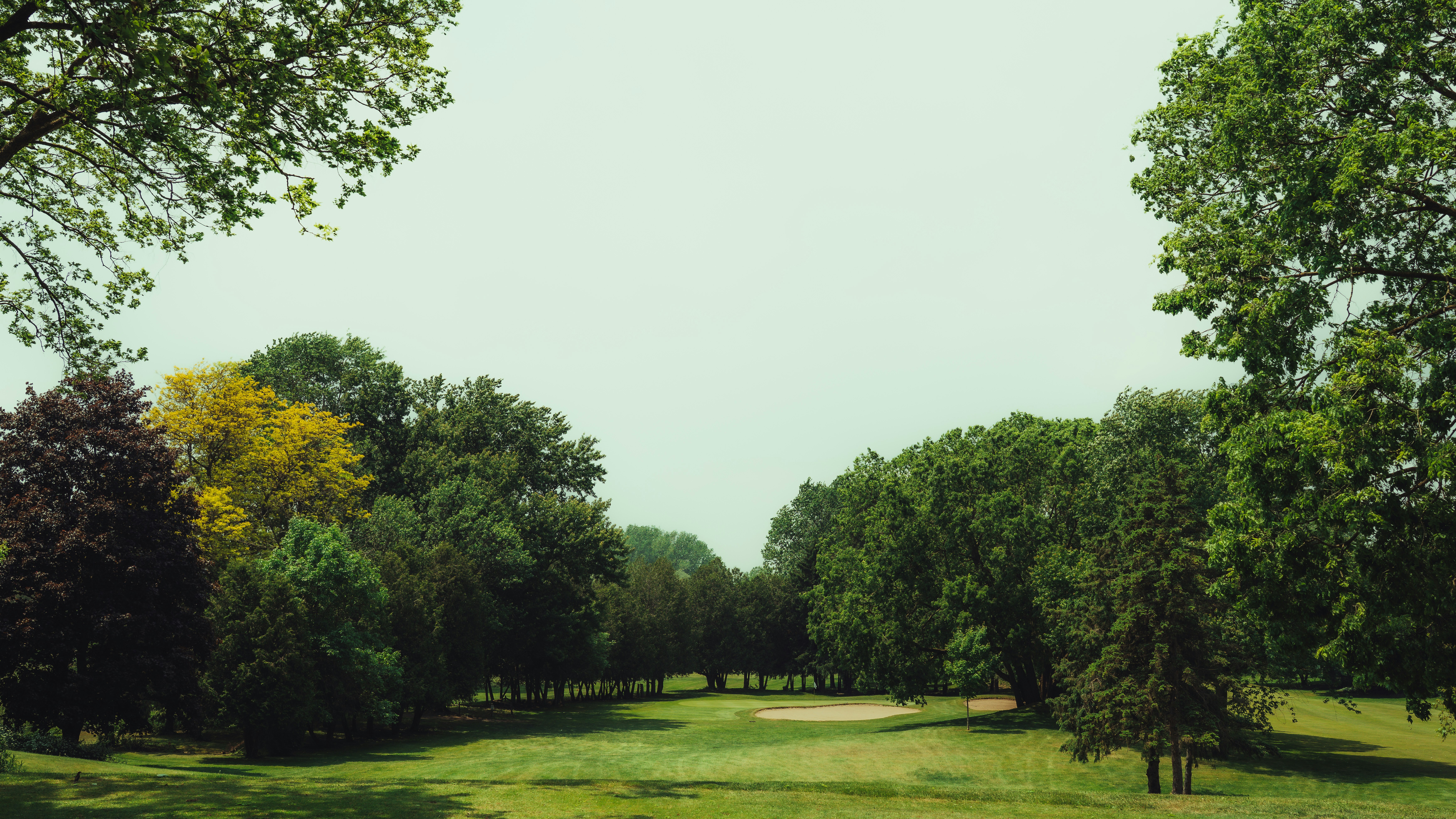 A lush green field and forest.