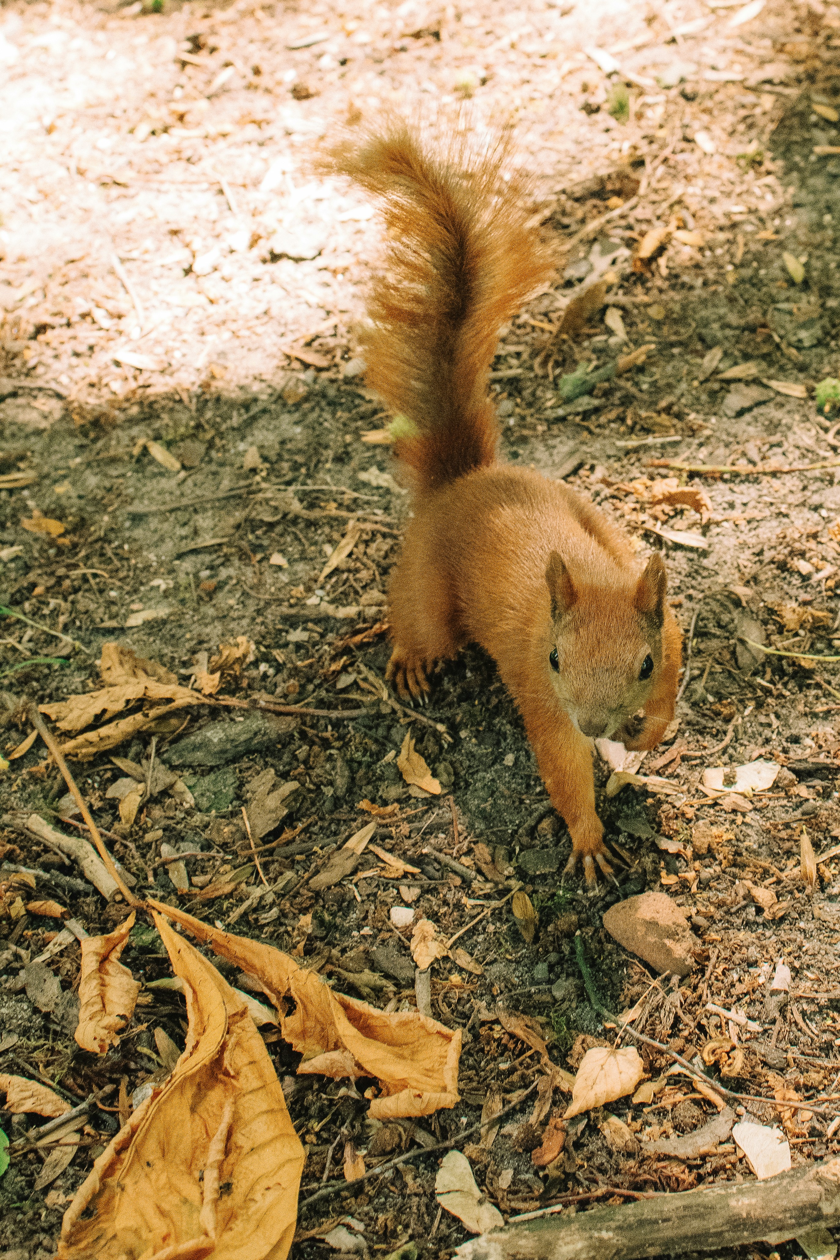 Curious Encounter in the Woodland