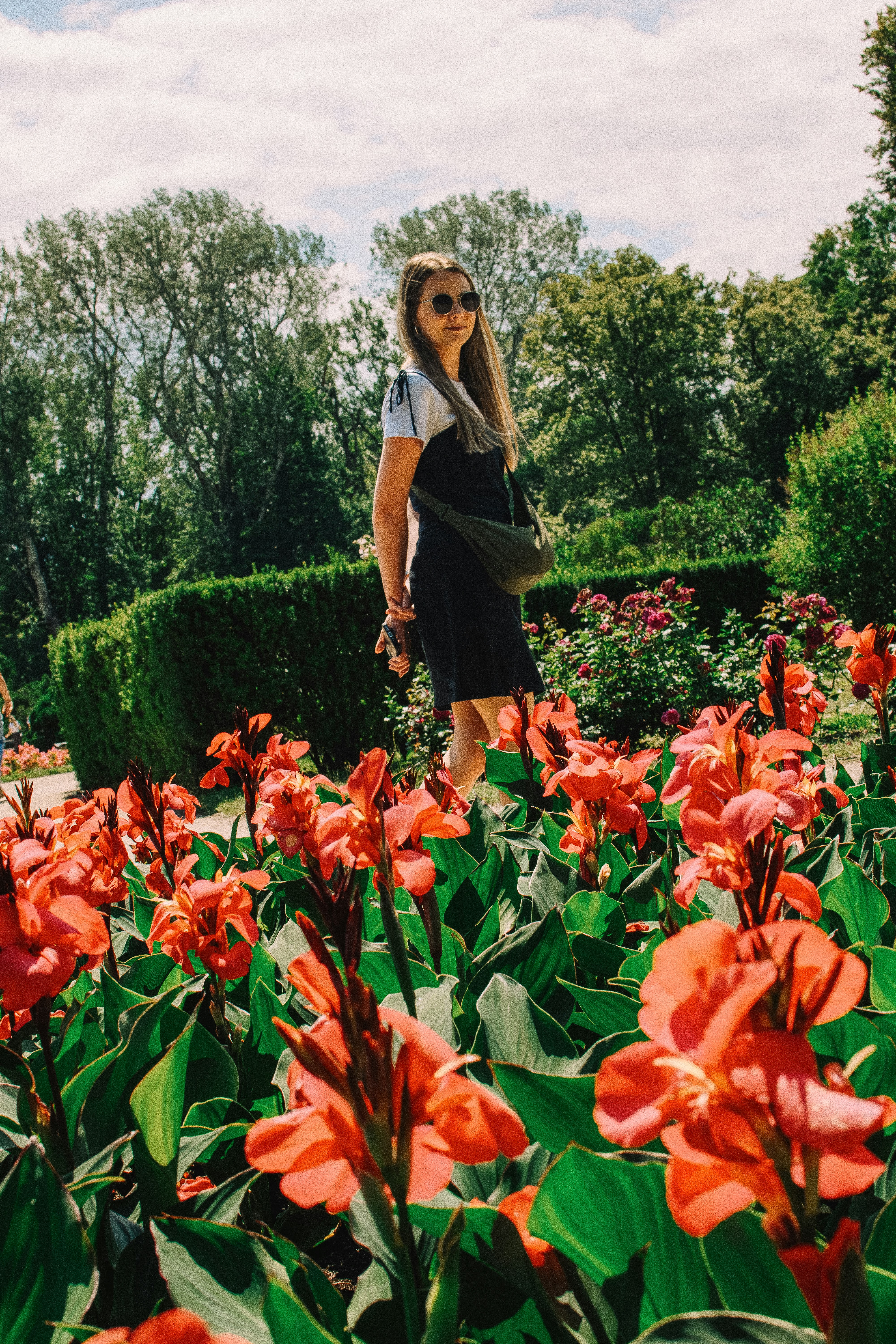 Scarlet Cannas and a Sunlit Portrait
