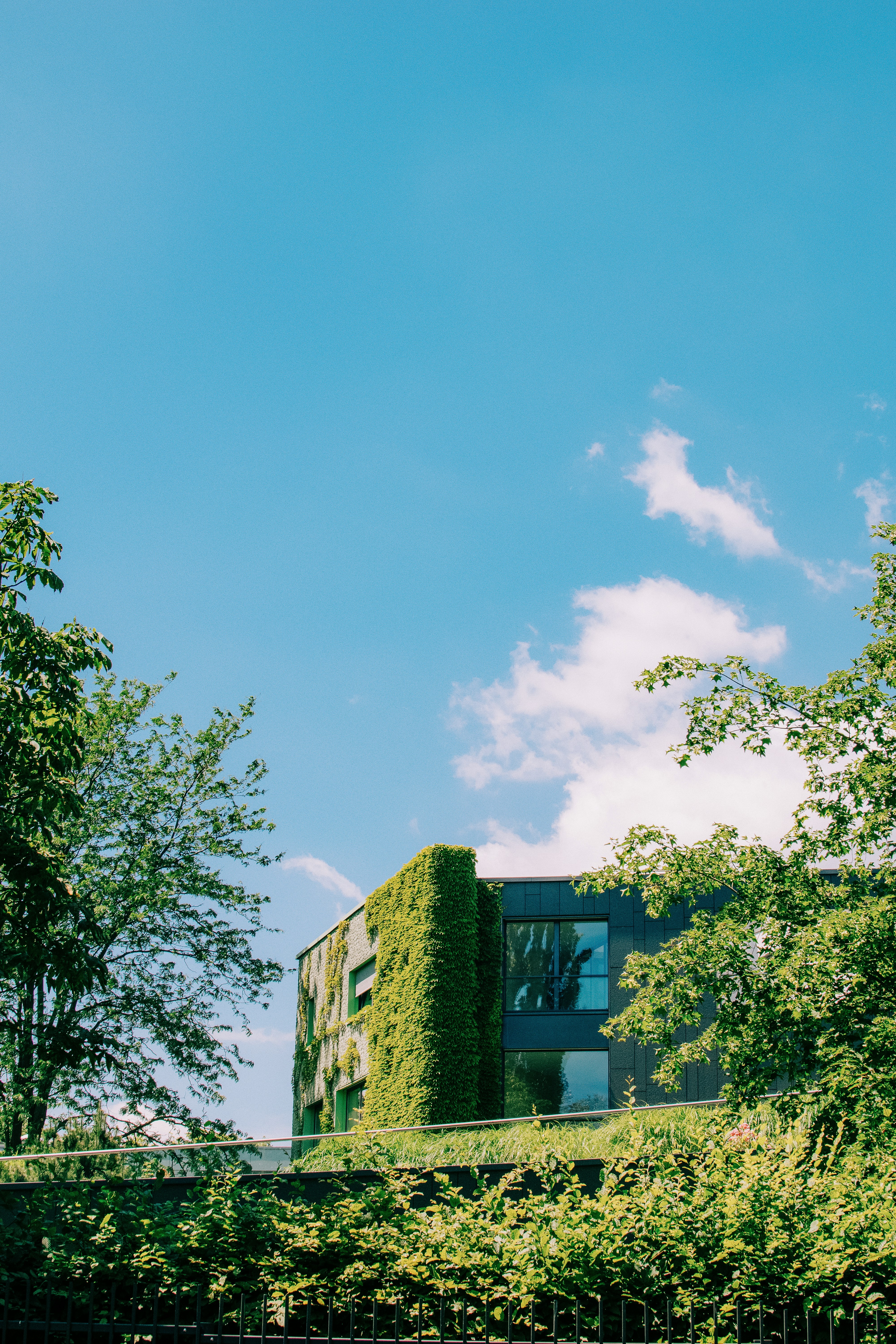 Modern building with ivy against a blue sky.