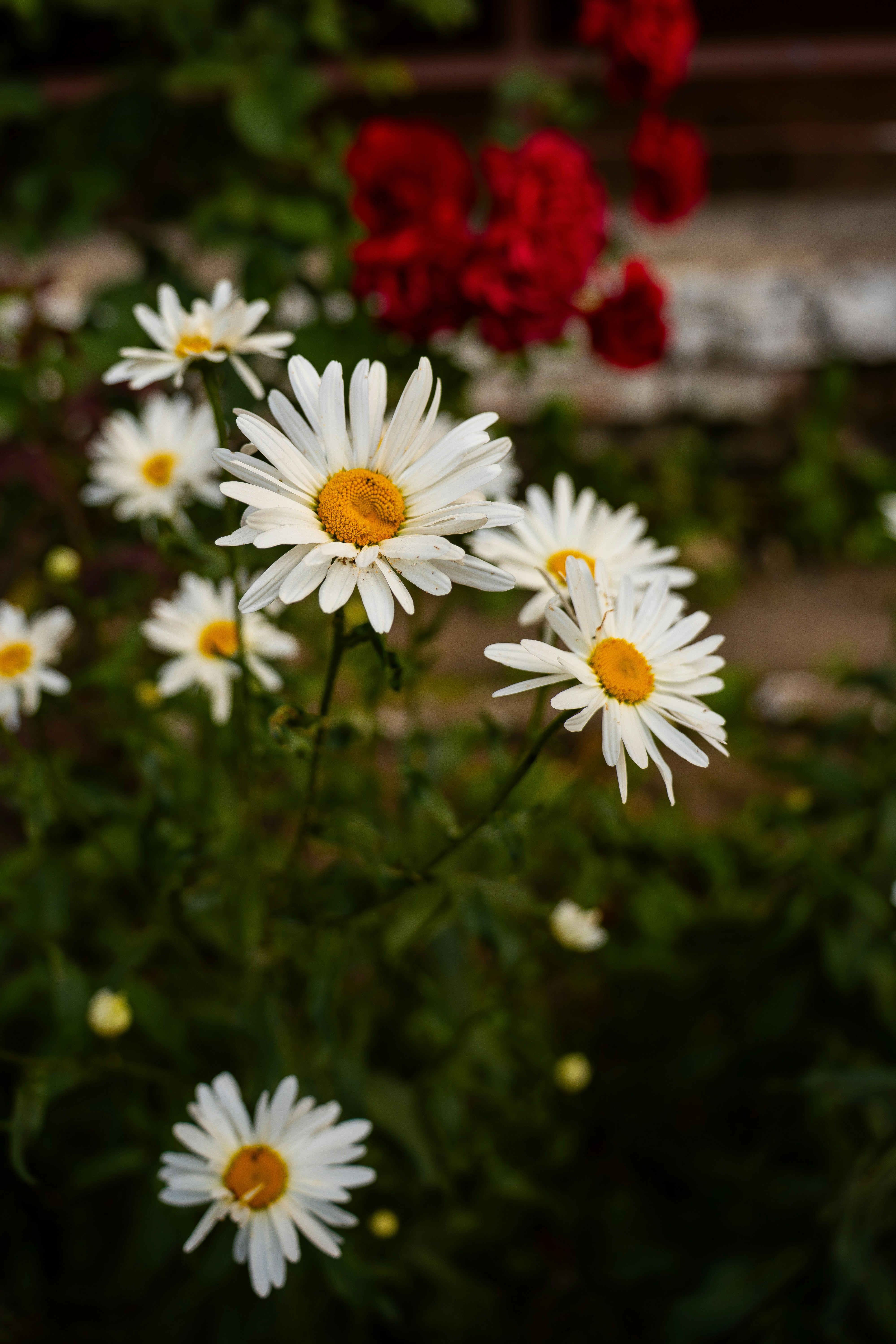 White daisies bloom beside red roses.
