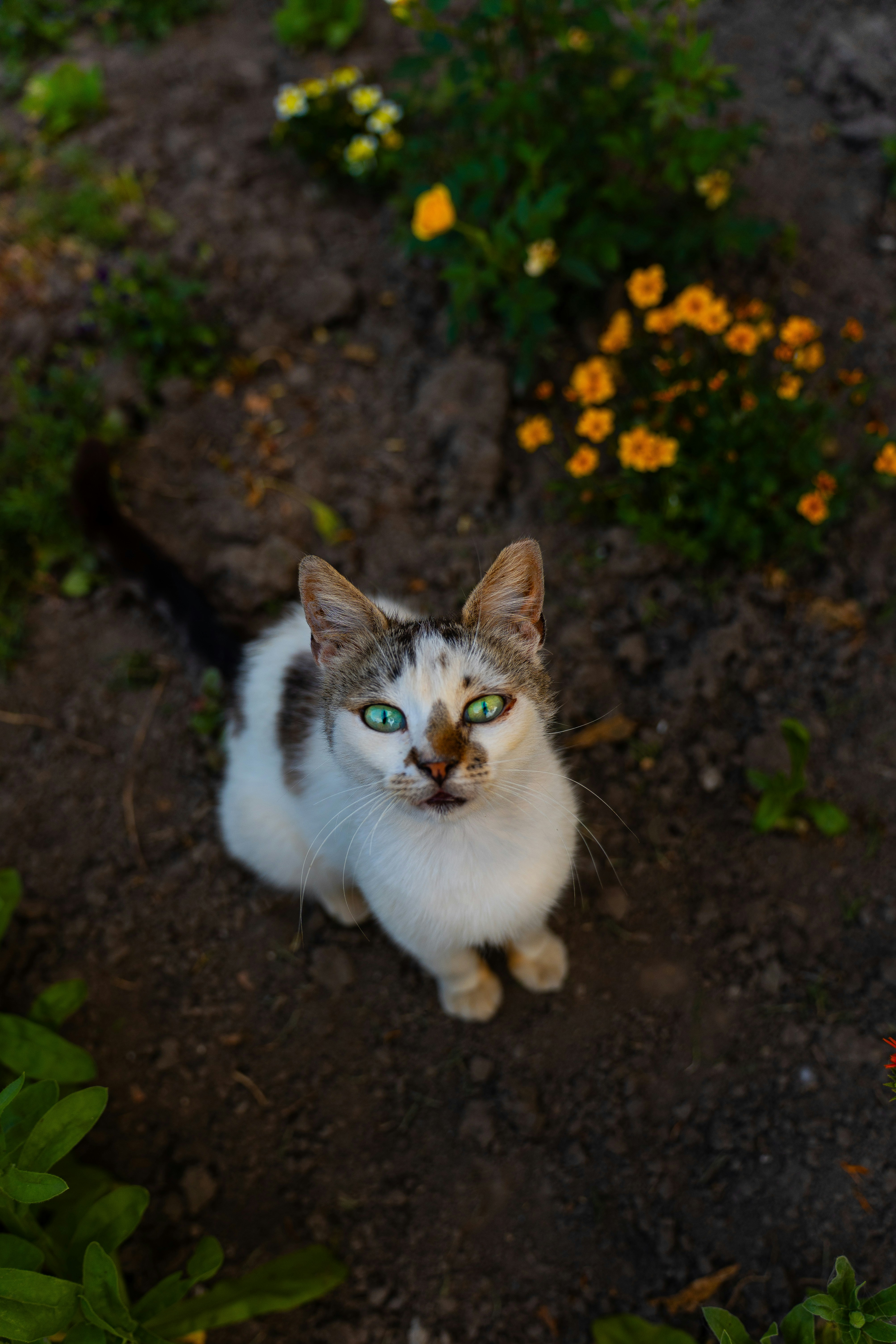 Whiskers Among Blossoms