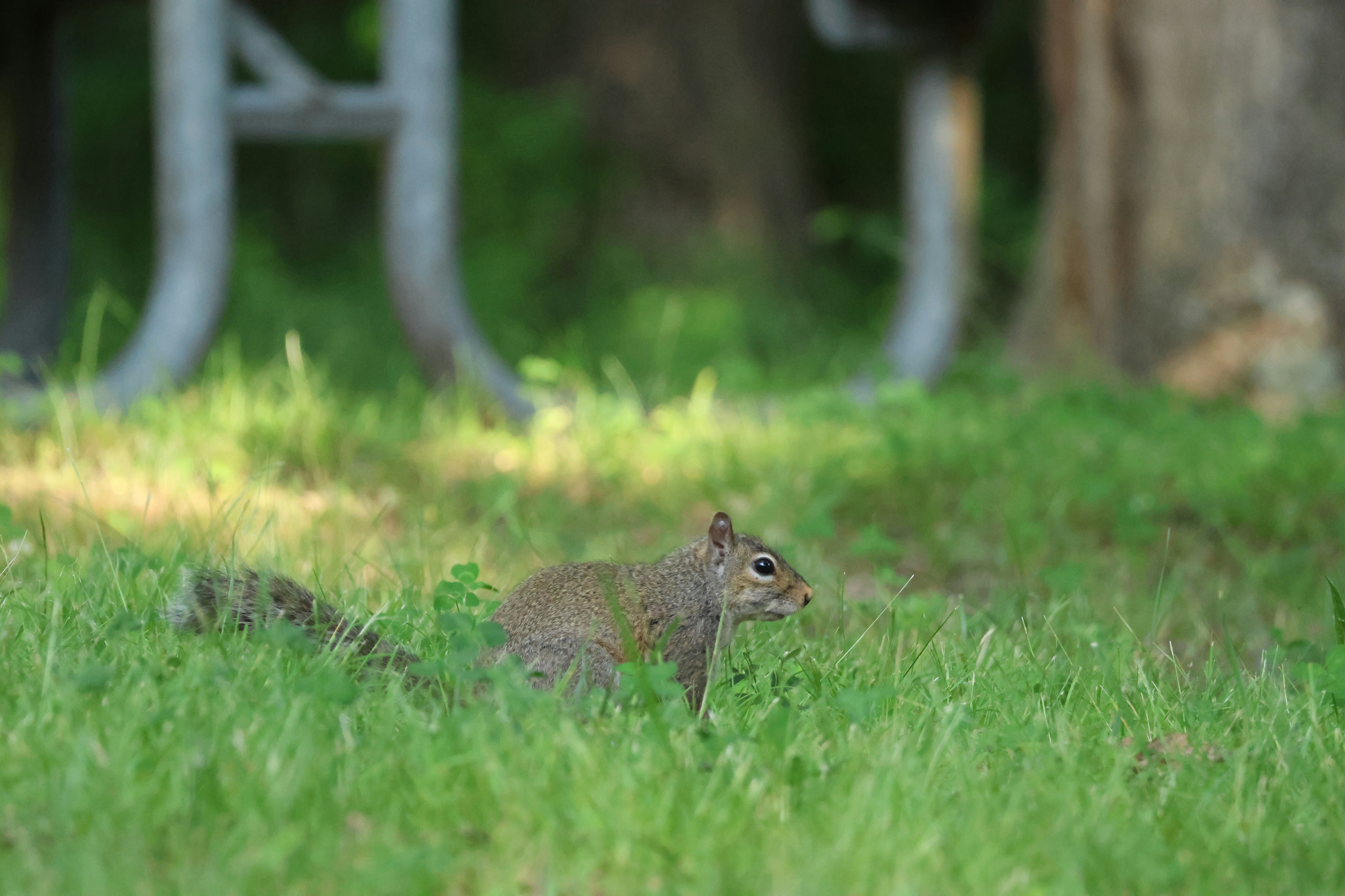 Squirrel's Serenade: A Moment in Nature's Embrace