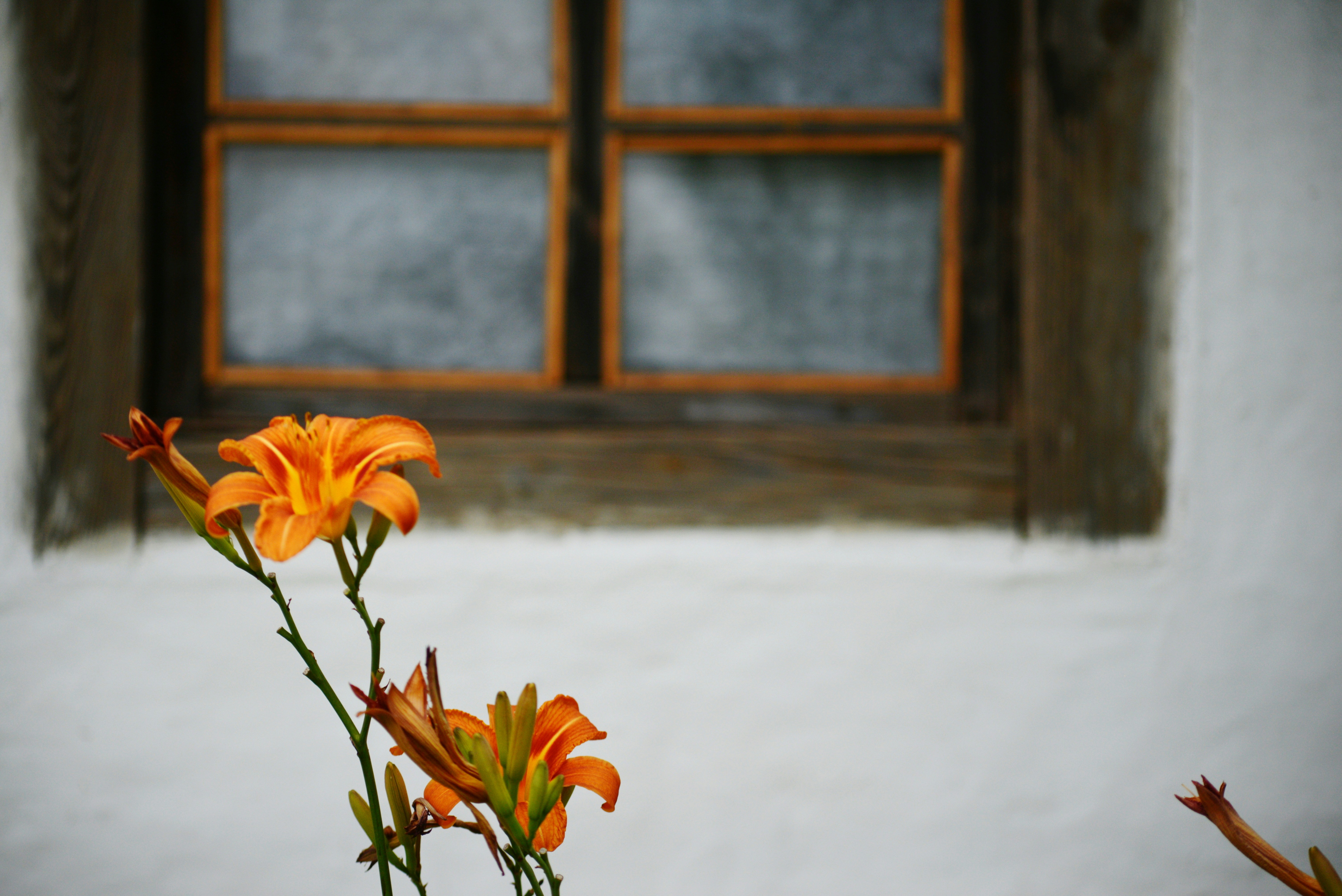 Whispers of Blooming Elegance