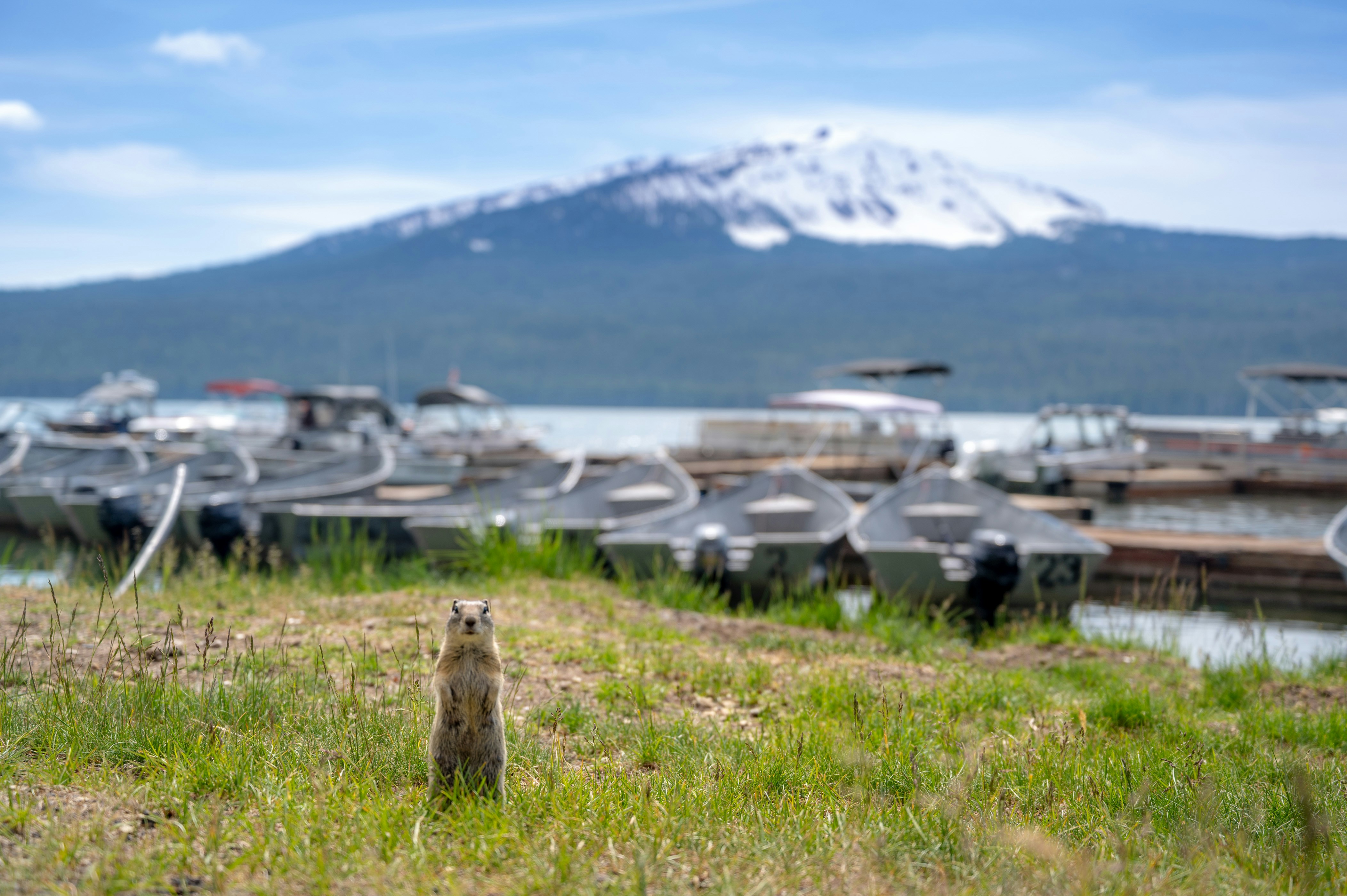 Ground Sentry at the Marina Edge