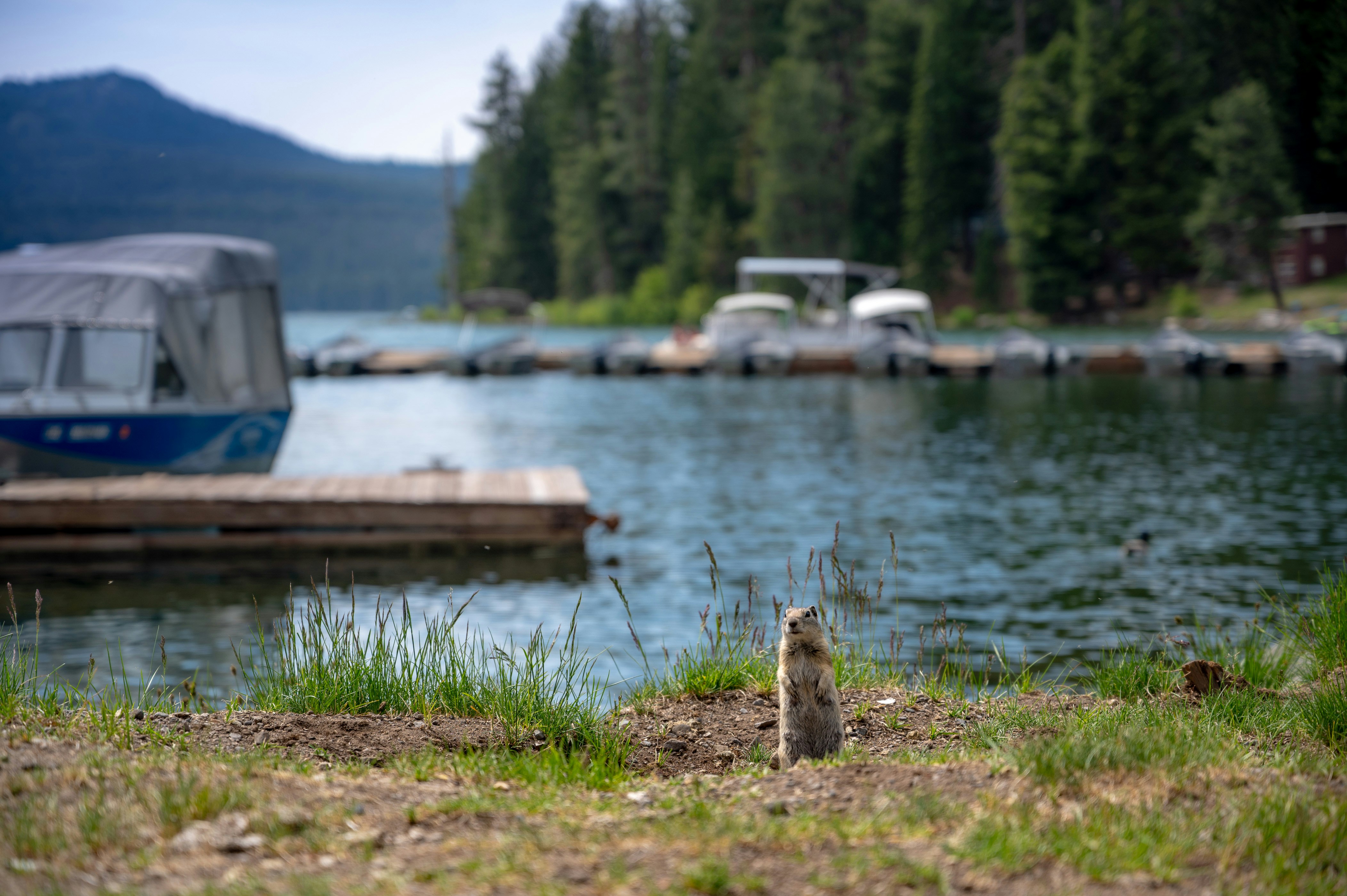 Lakeside Sentinel: A tiny rodent surveys the shore