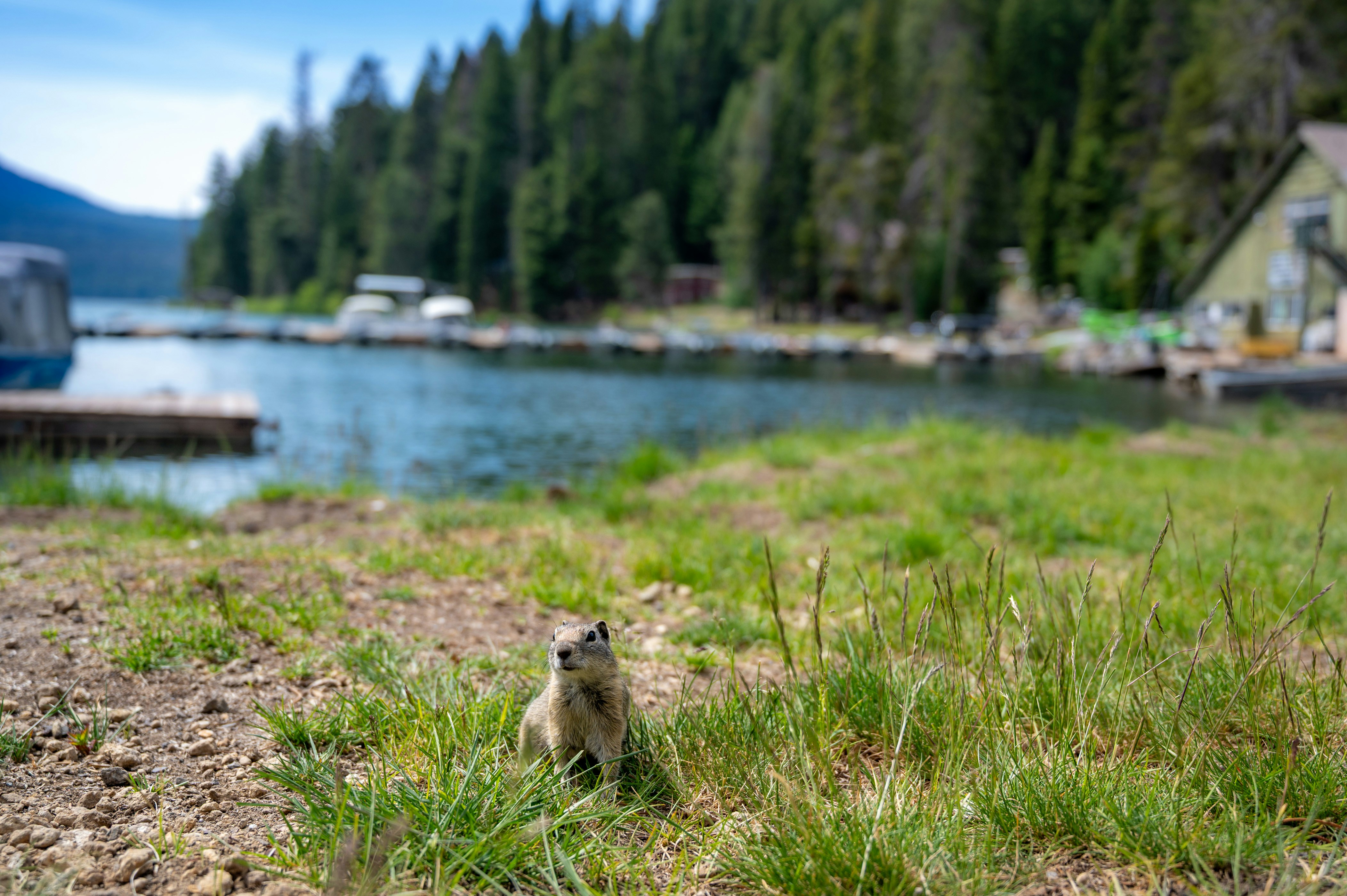Curious Squirrel at the Water's Edge