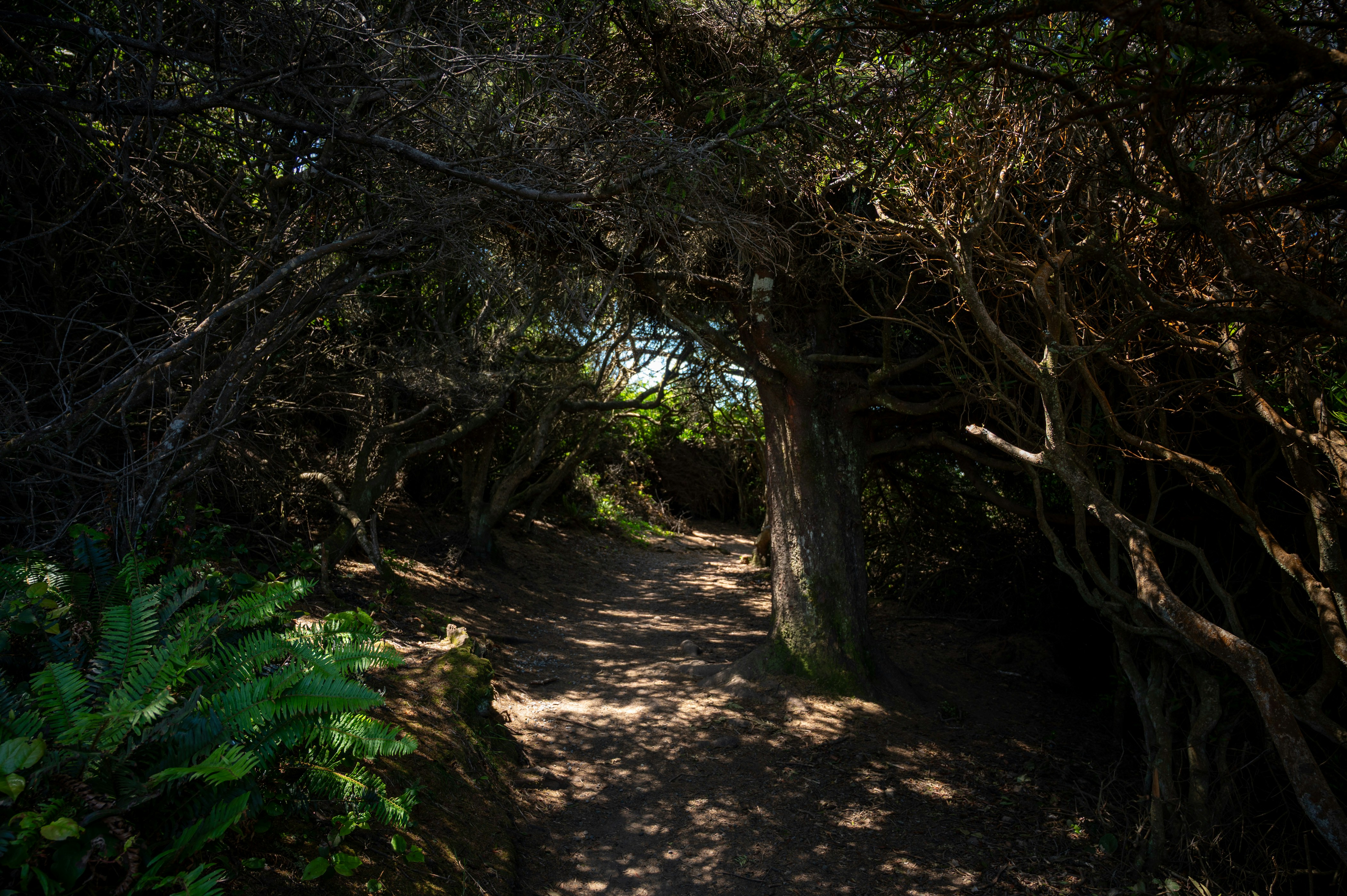 Threshold of Light: A Sunlit Exit Through the Tangle