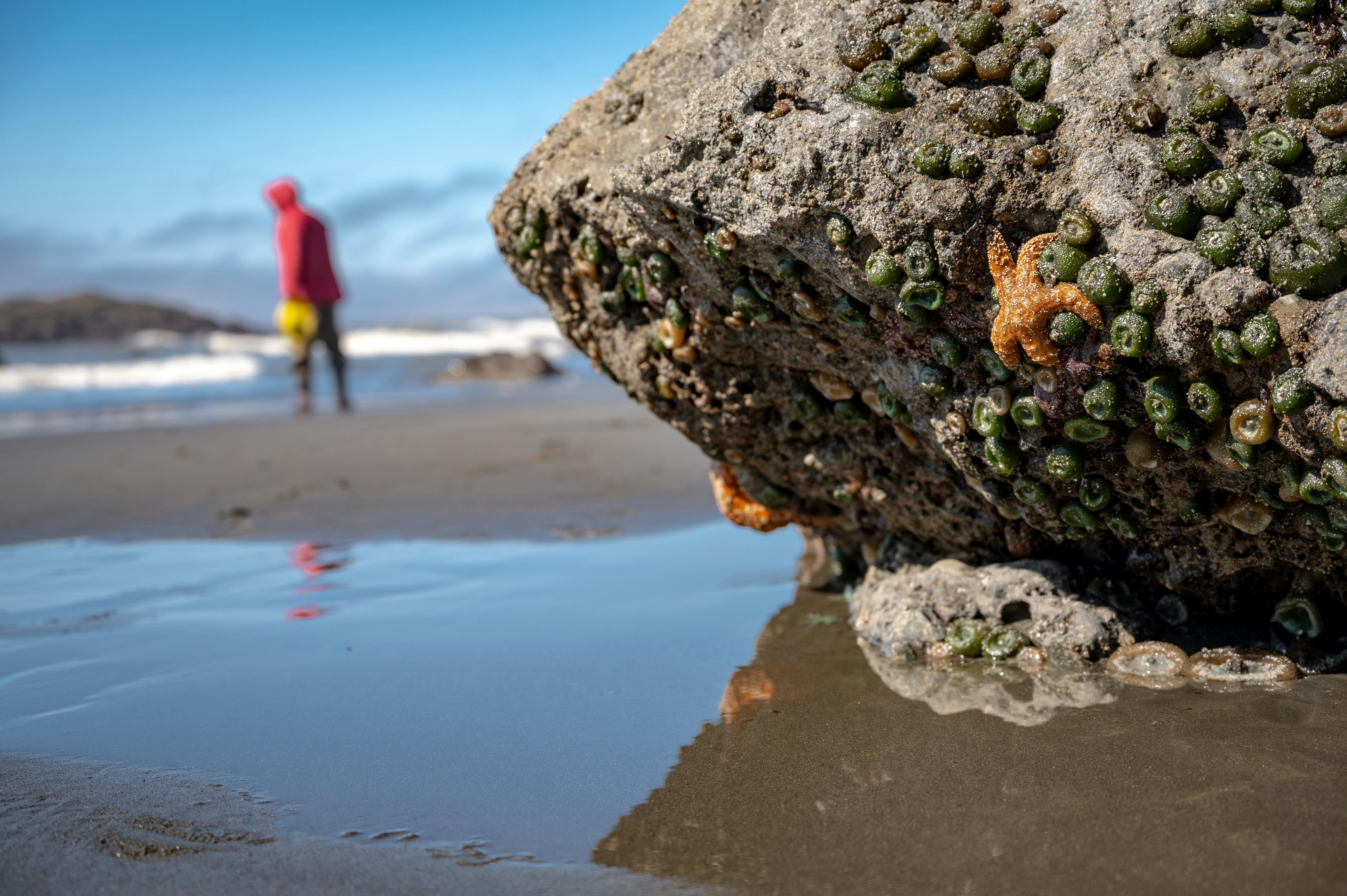 Rocky shore details with person in background.