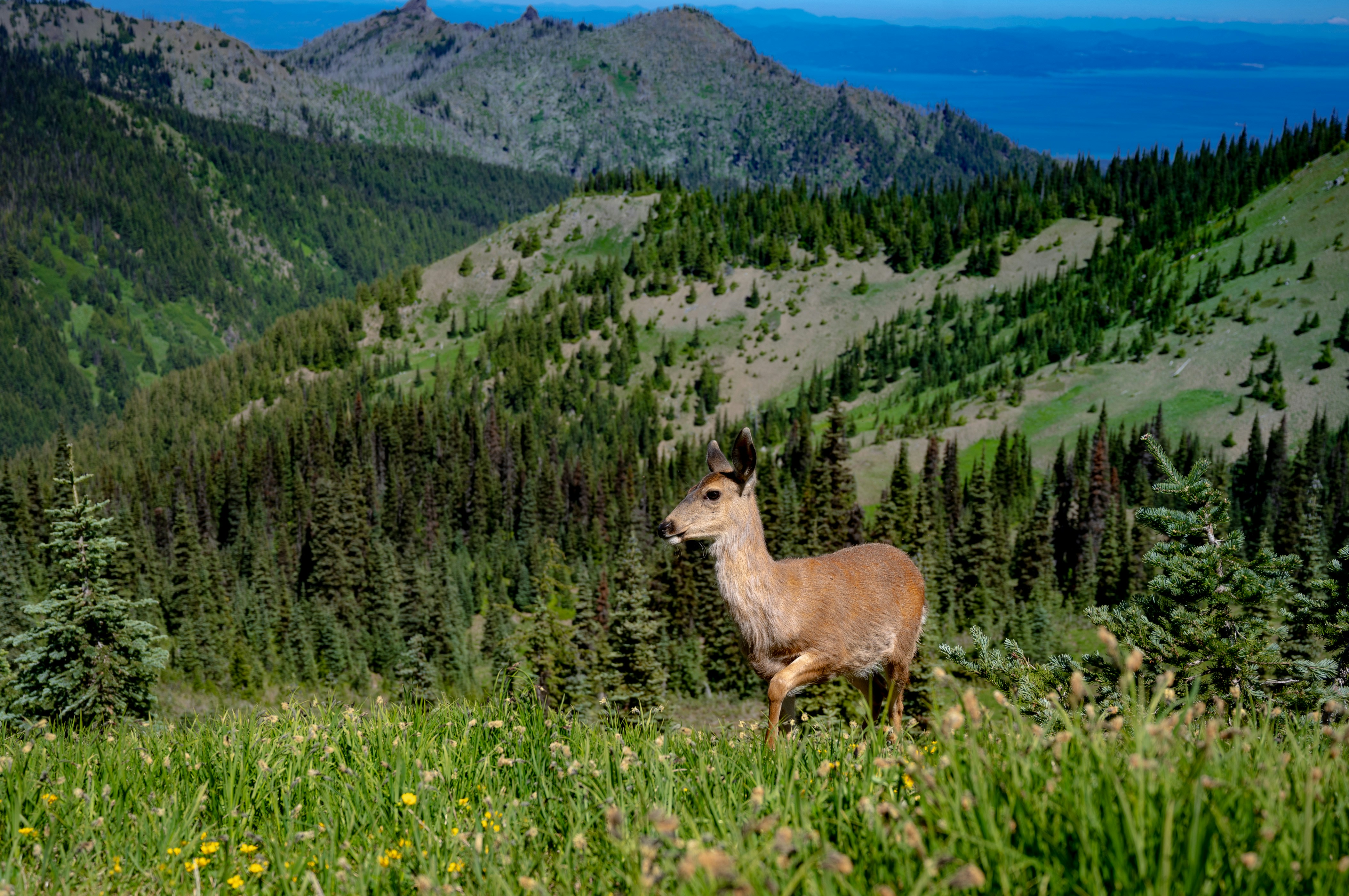 A deer gracefully traversing a vibrant green meadow, framed by rolling hills and distant mountains under a clear blue sky.