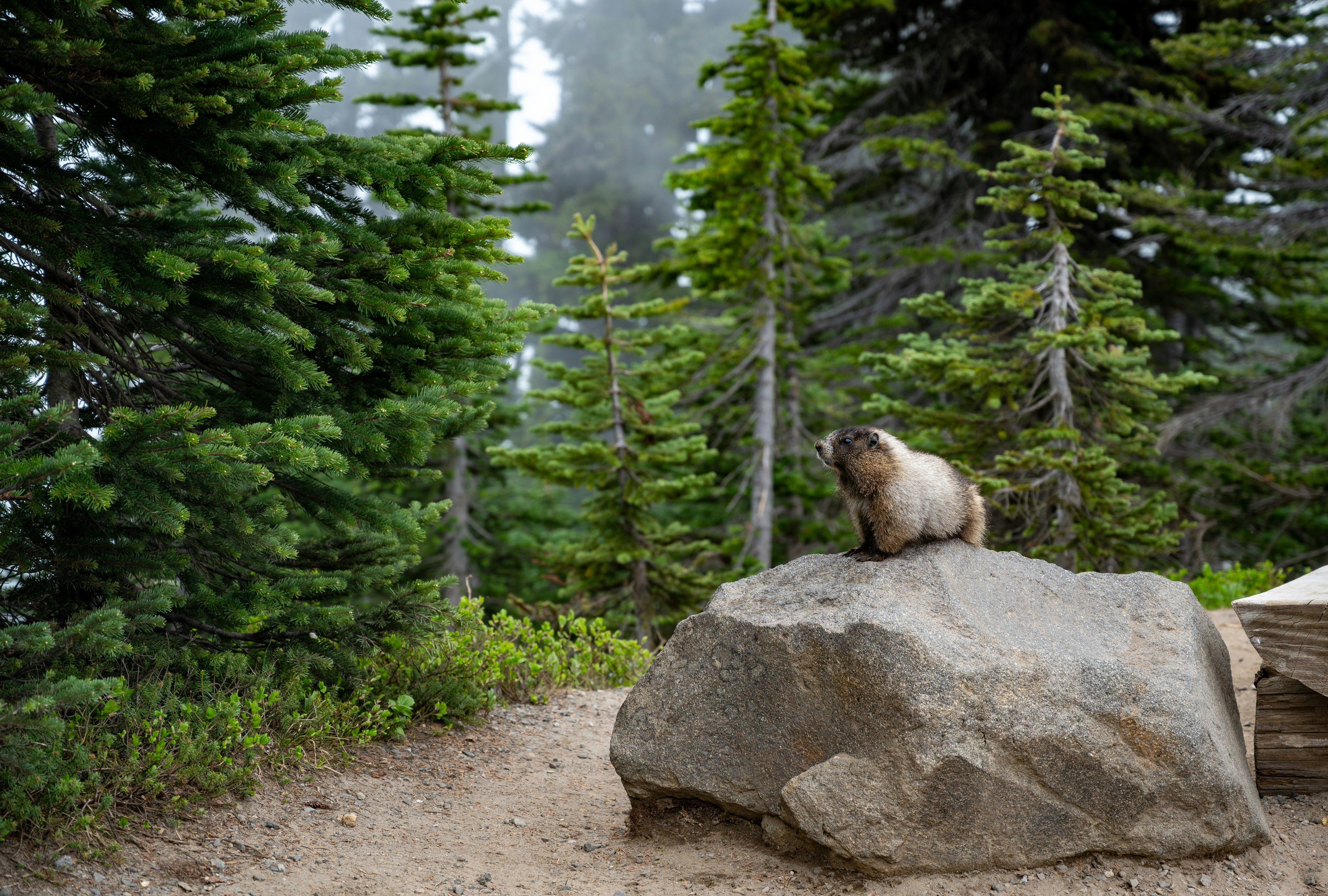 A marmot perched on a large rock amidst a lush forest backdrop, surrounded by towering evergreens and a misty atmosphere.