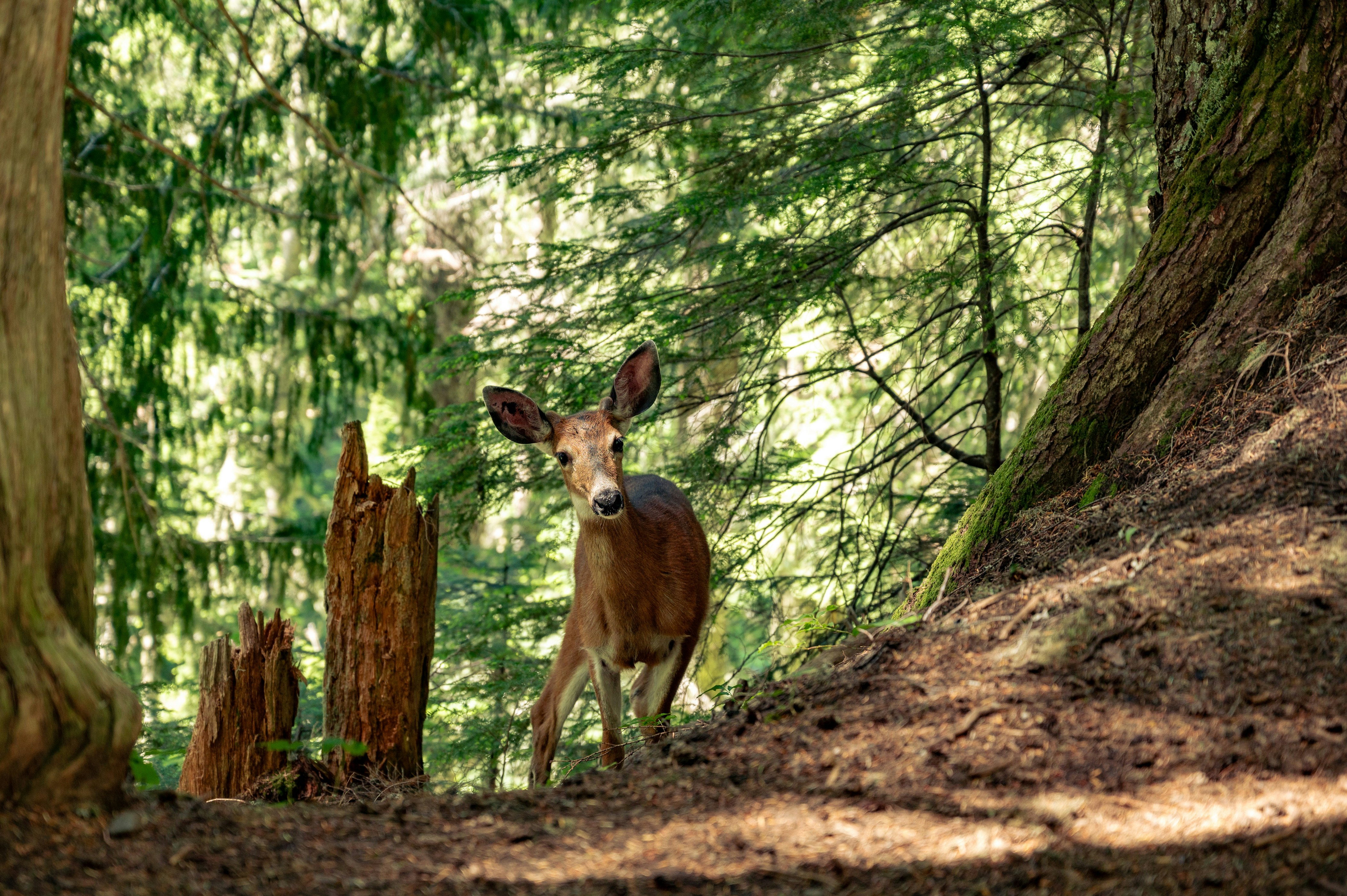 A Curious Stand in the Quiet Woods