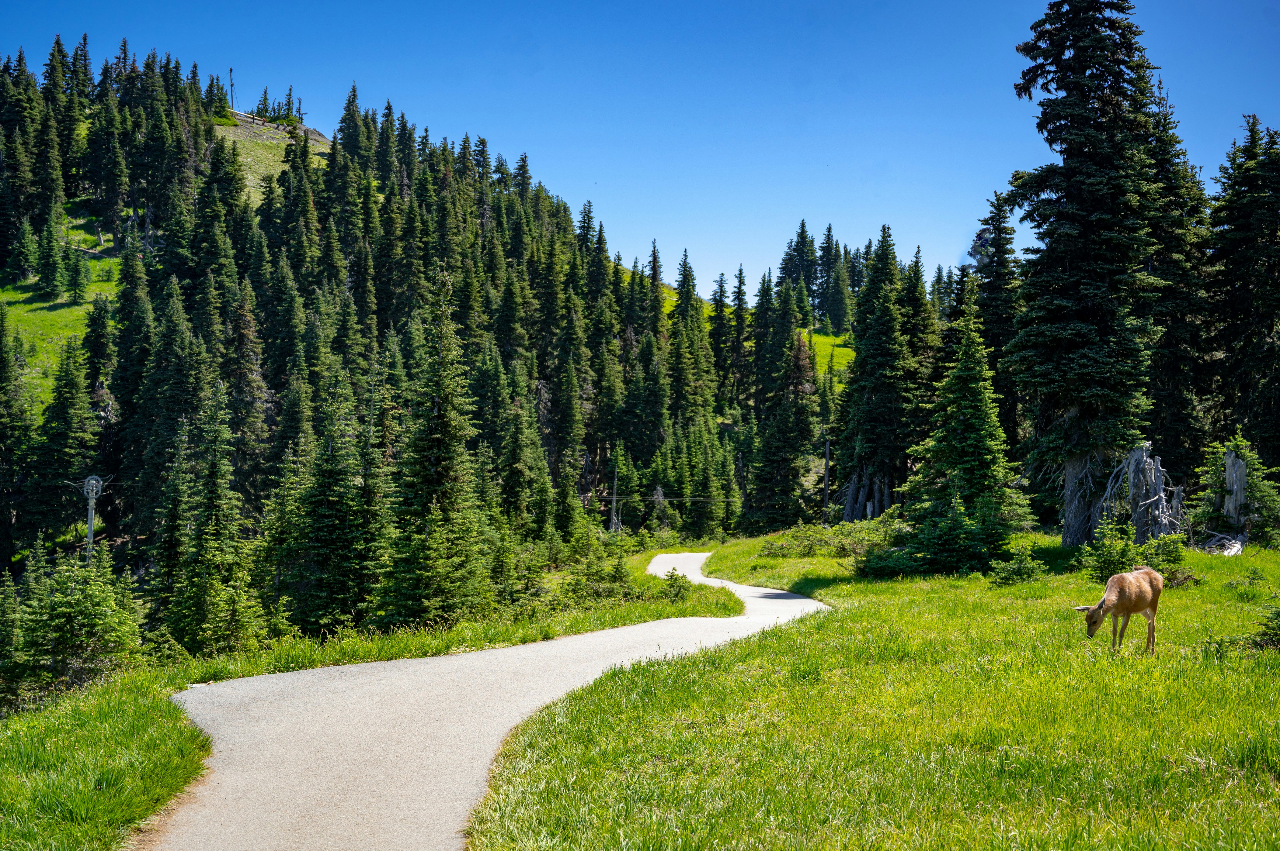 A winding path leads through a lush green forest.