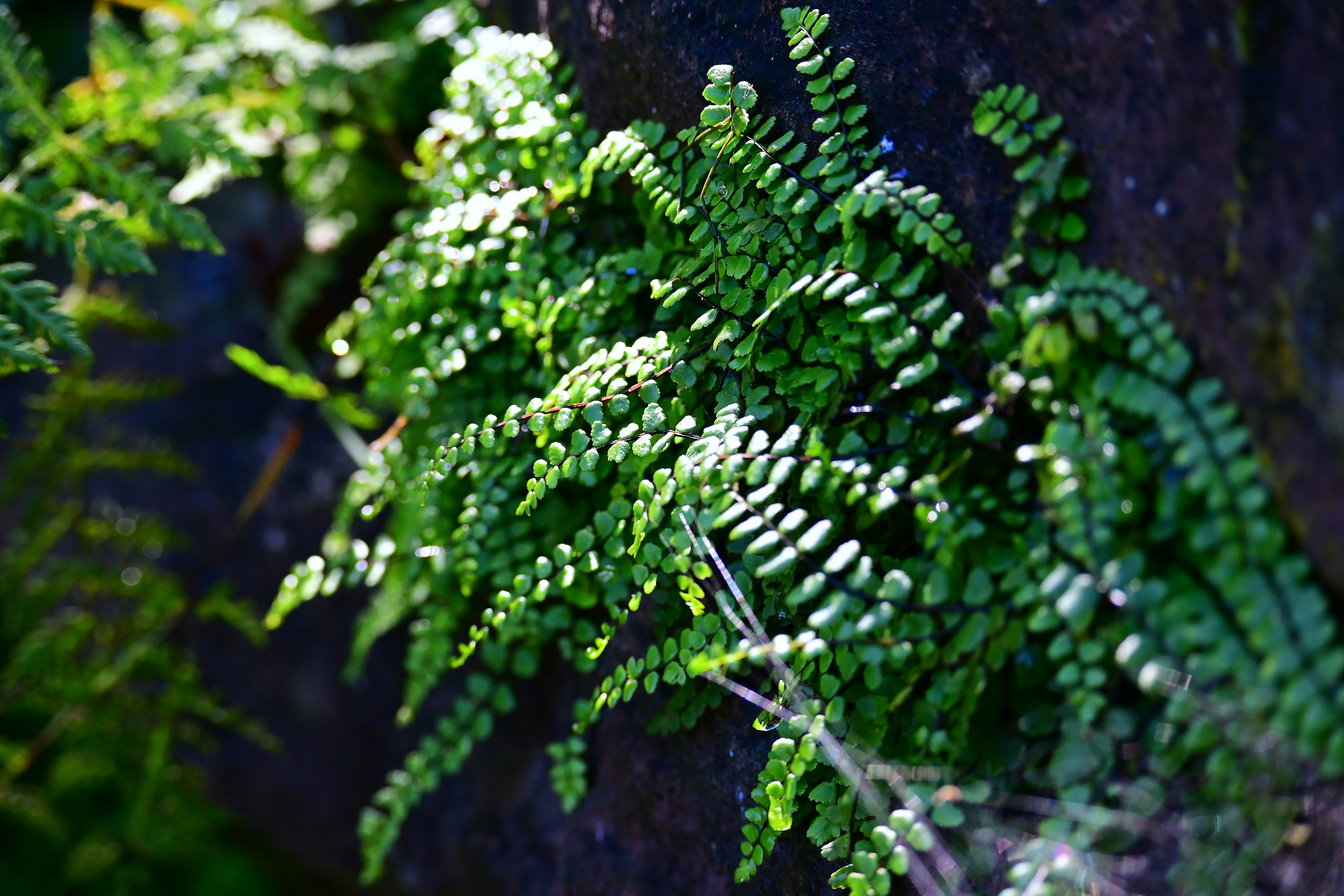 Vibrant green ferns thriving on a rocky surface, showcasing intricate leaf patterns and textures.
